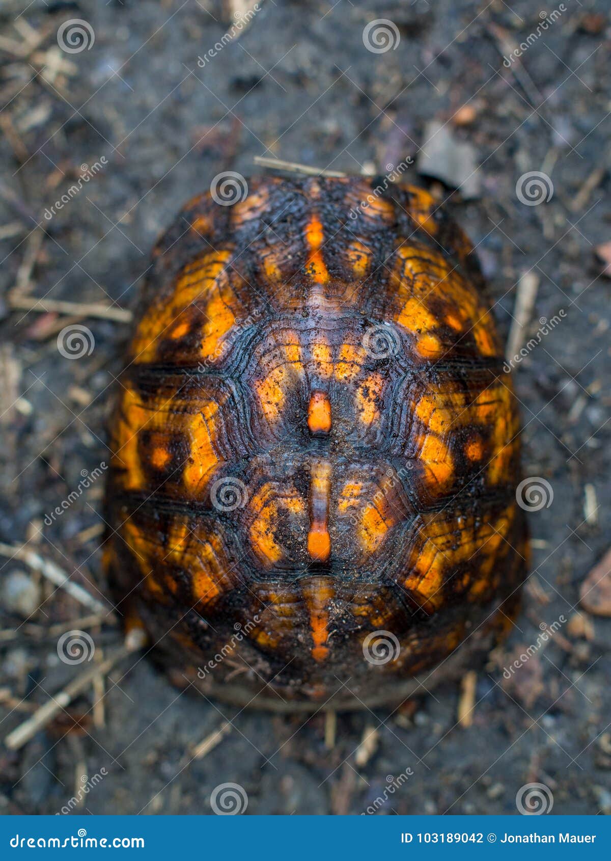 Box Turtle on Trail Overhead Shot Stock Photo - Image of cute, turtle ...