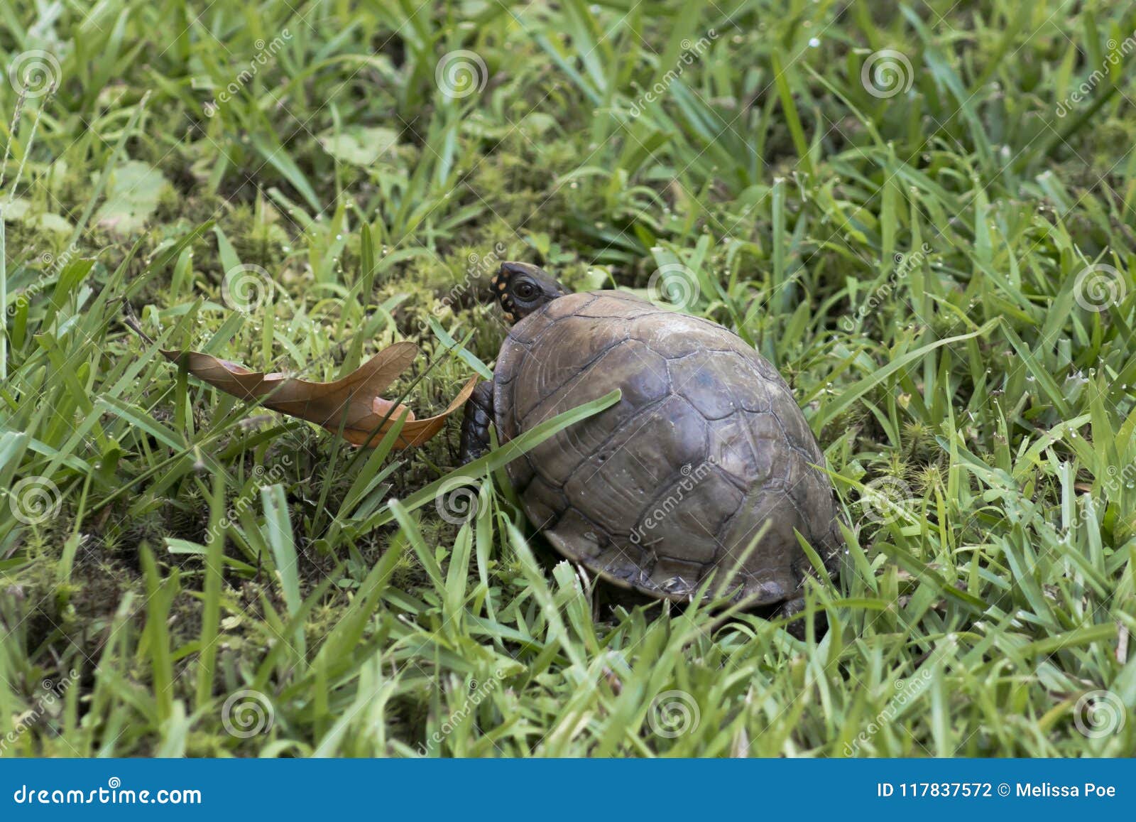 Box Turtle Walking through Grass Stock Photo - Image of land, outdoors ...