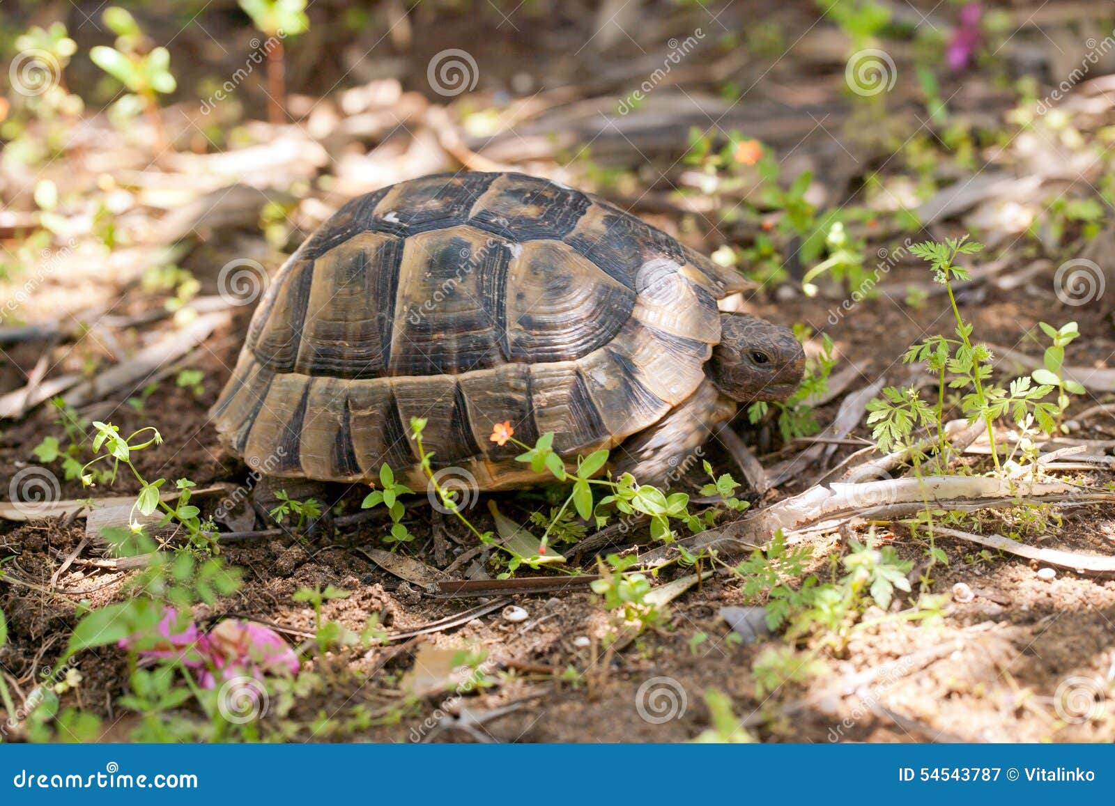 Box Turtle is walking stock image. Image of tortoise - 54543787