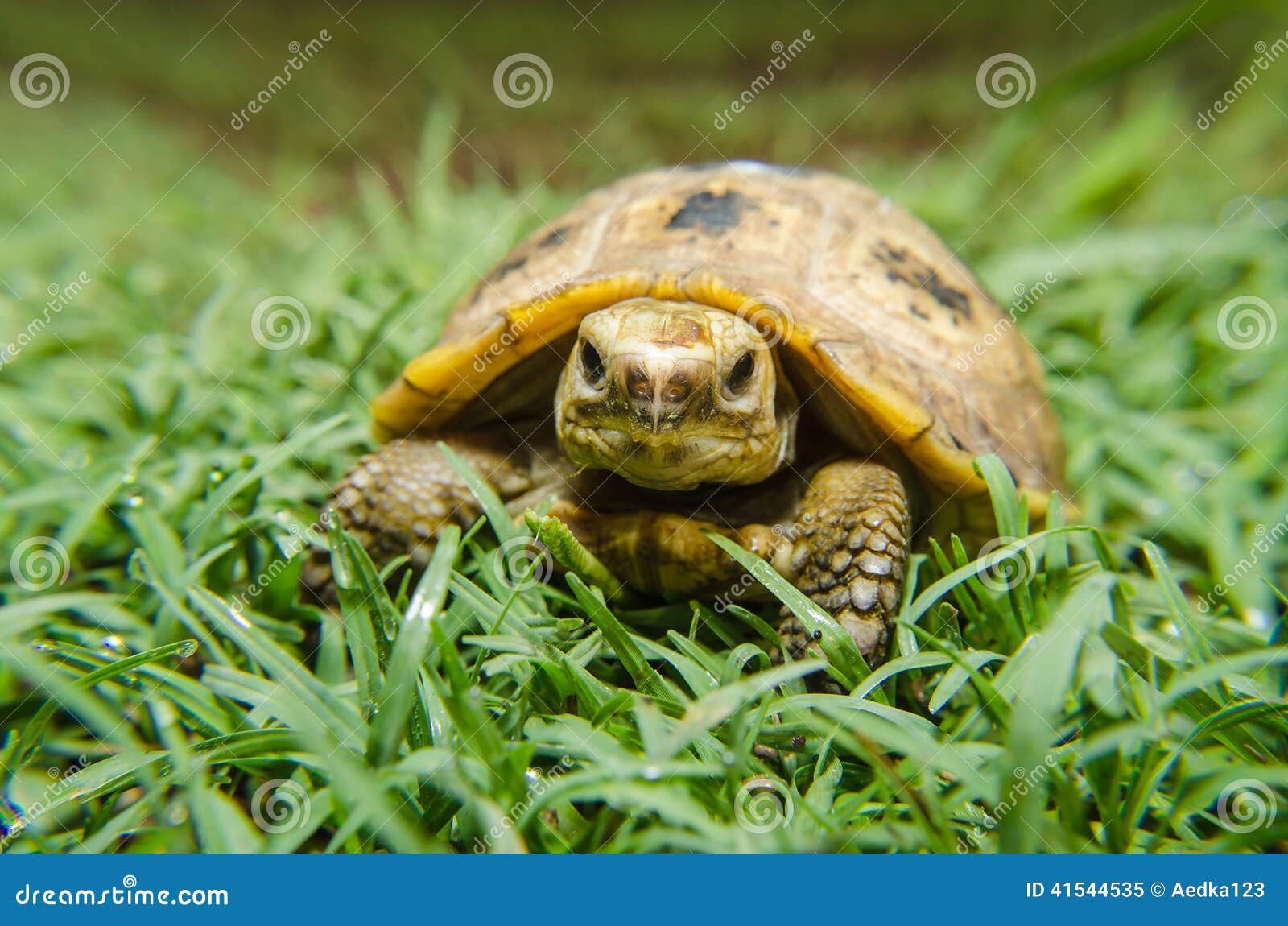 Box Turtle stock image. Image of home, shyness, hiding - 41544535