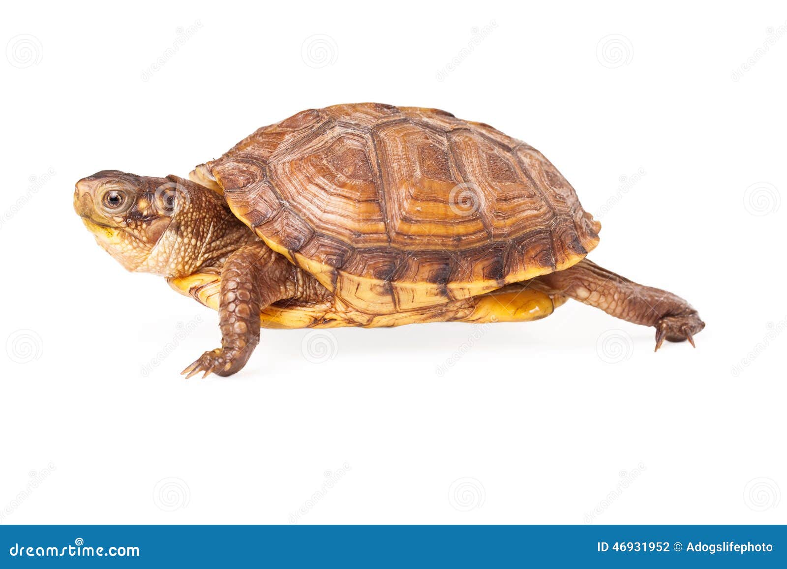 Box Turtle Walking To The Side Stock Photo - Image: 46931952