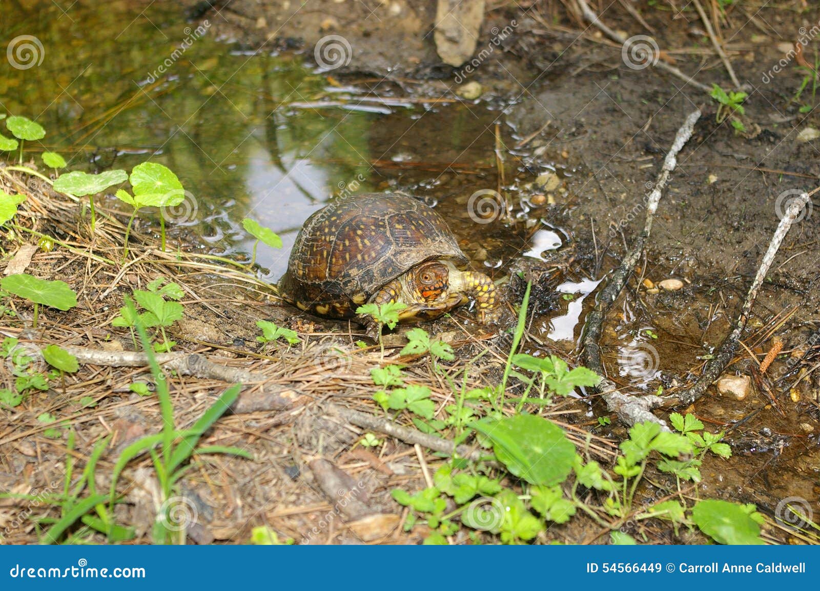 Box turtle in water stock image. Image of summer, crawler - 54566449