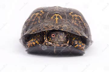 Box Turtle on White Background Stock Photo - Image of woods, protection ...