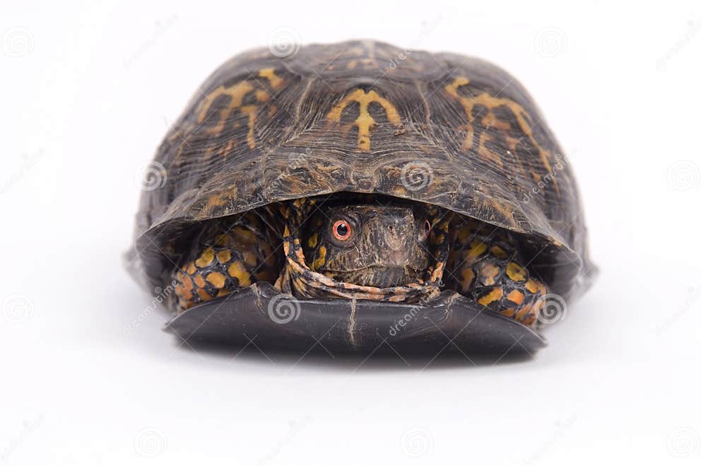 Box Turtle on White Background Stock Photo - Image of woods, protection ...