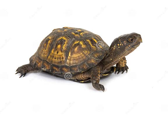 Box Turtle on a White Background Stock Image - Image of background ...