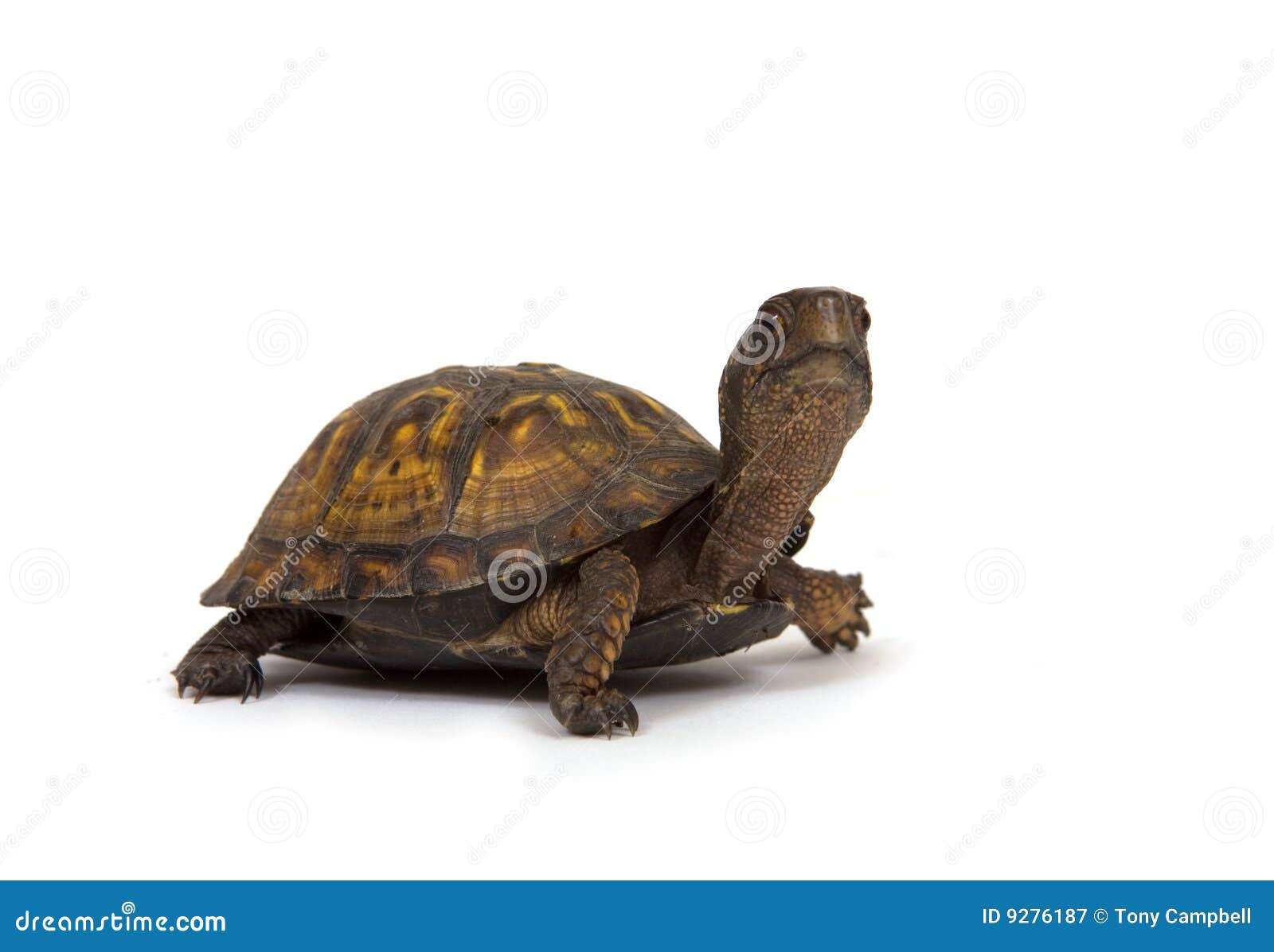 Cute Turtle White Background
