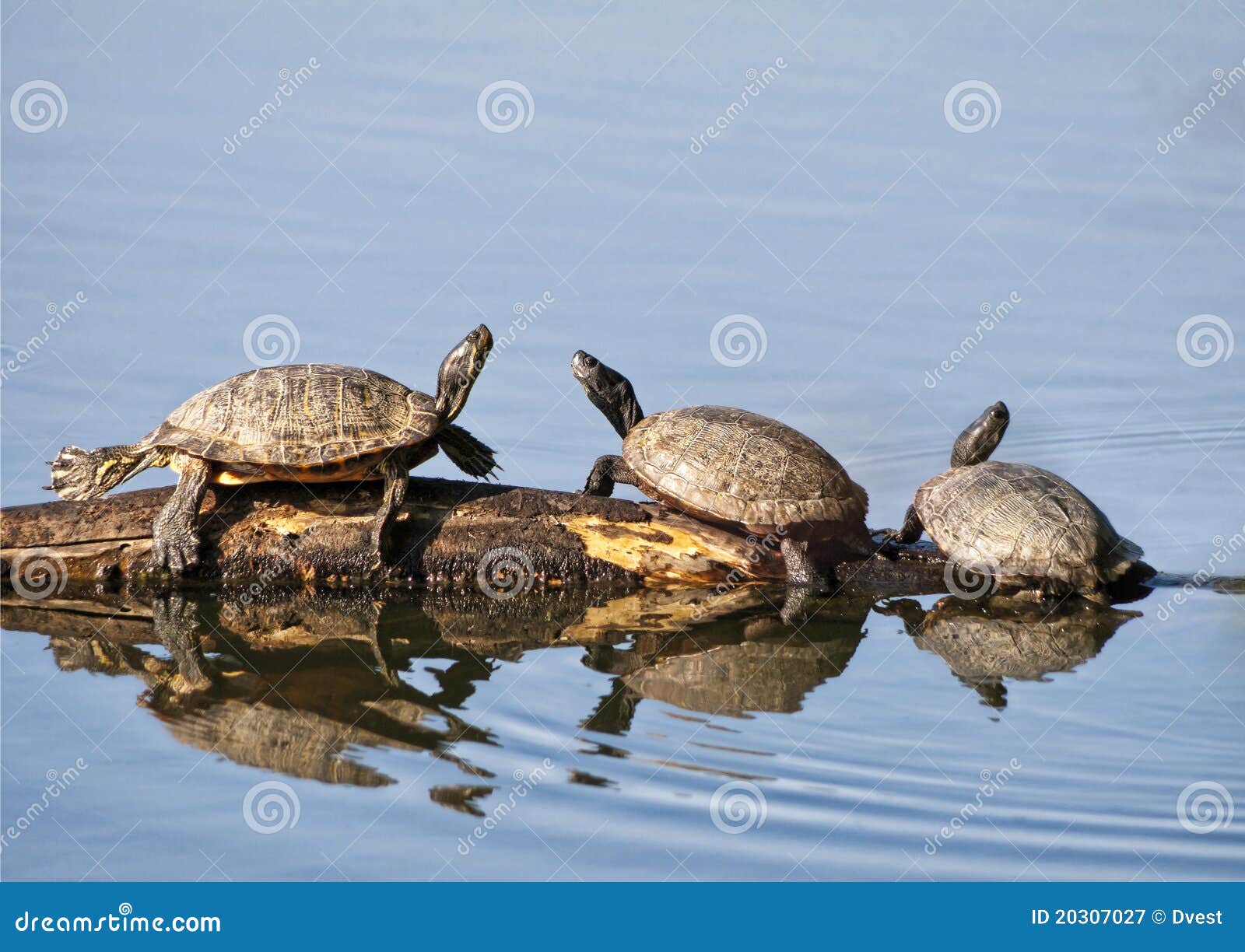 Box Turtles stock image. Image of terrapin, environment - 20307027