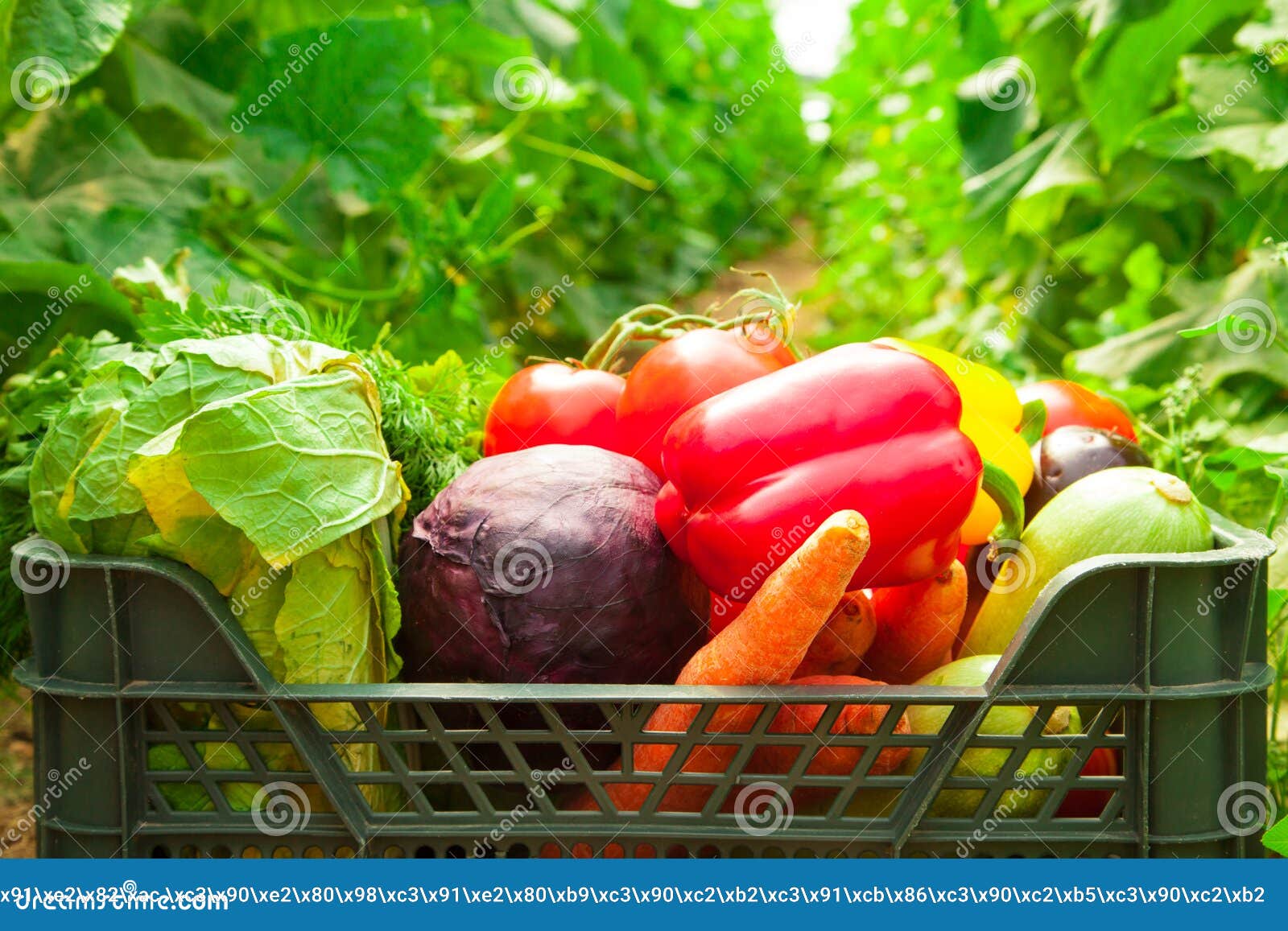 Box with Vegetables in a Greenhouse Stock Image - Image of dill, green ...