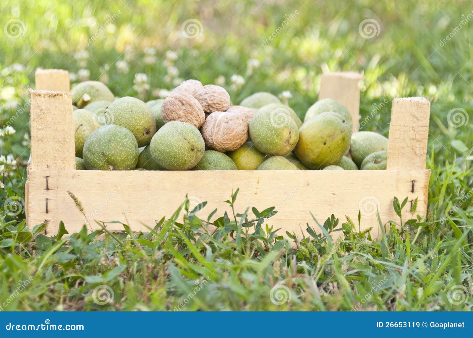 Box of walnuts stock image. Image of autumn, life, orchard - 26653119