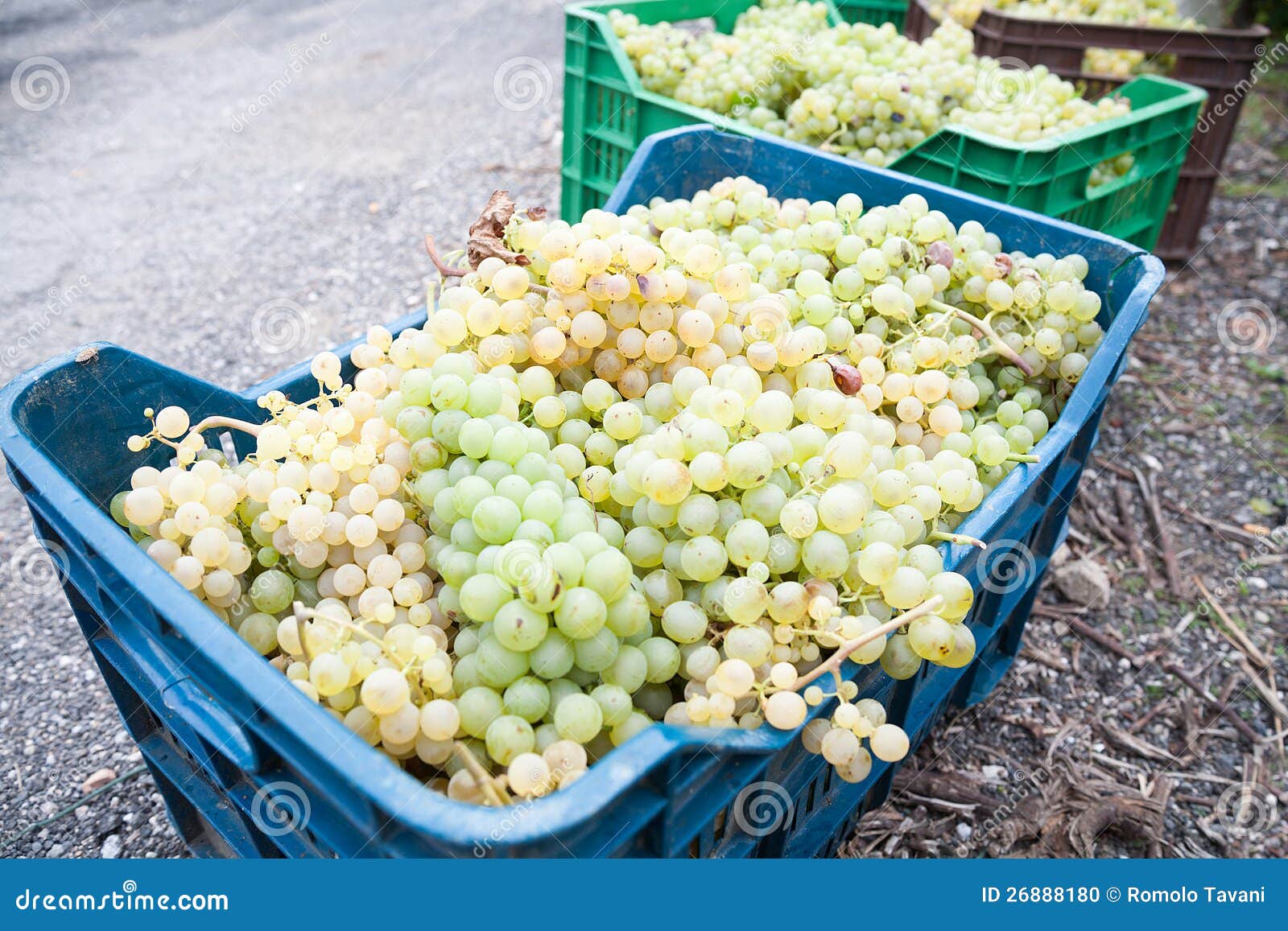 Box of white grapes stock photo. Image of grapes, white - 26888180