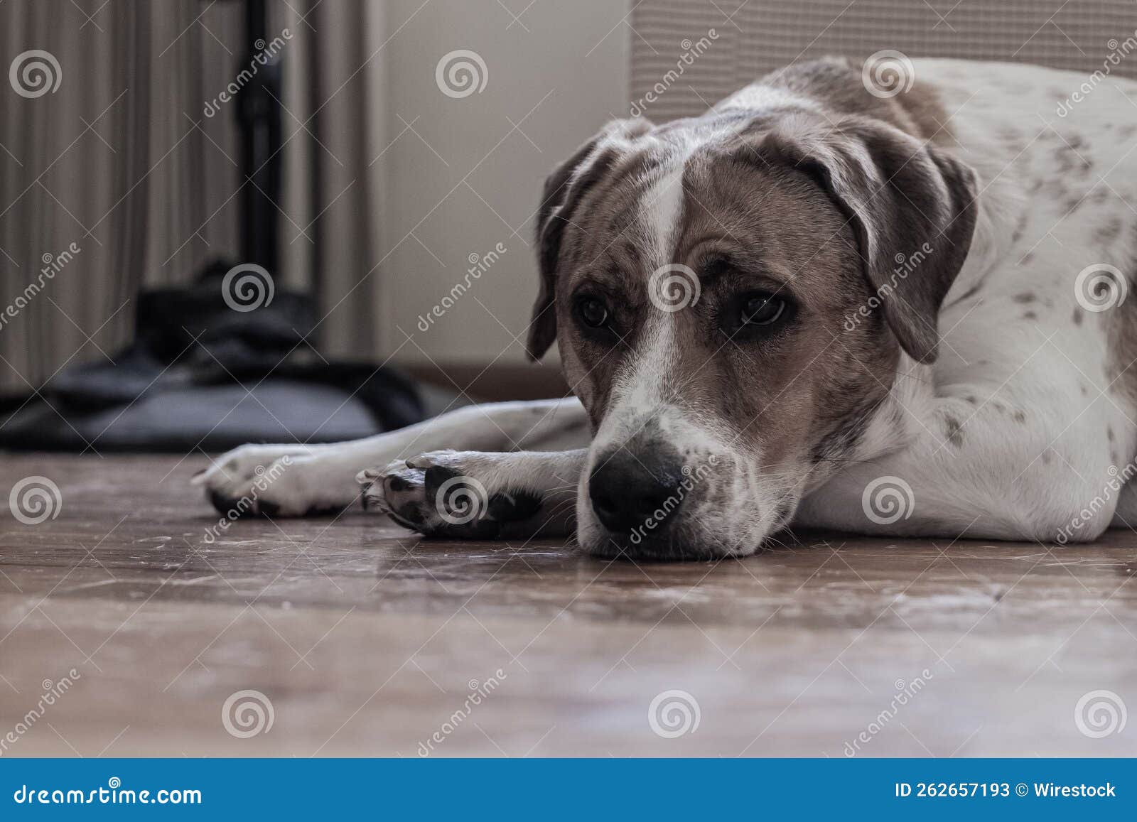 Boxador Dog Lying and Relaxing on the Ground at Home Stock Image ...