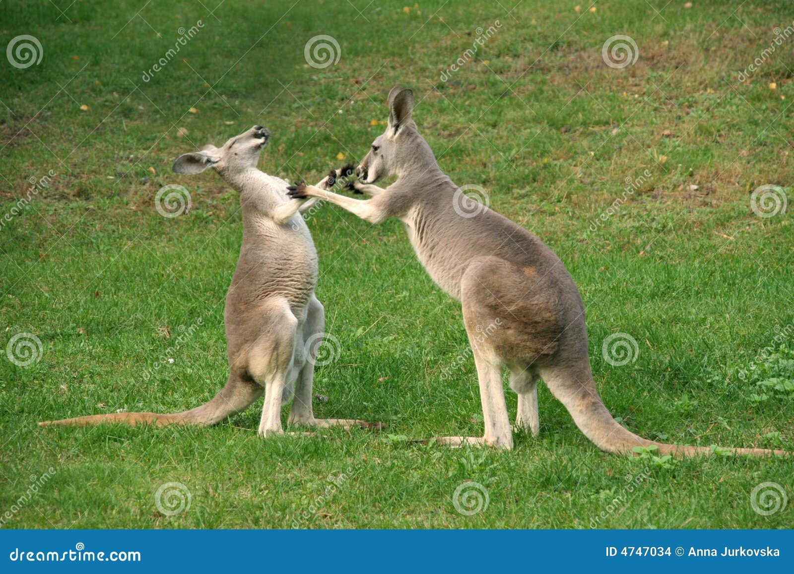 Boxe de kangourou photo stock. Image du faune, espiègle - 4747034