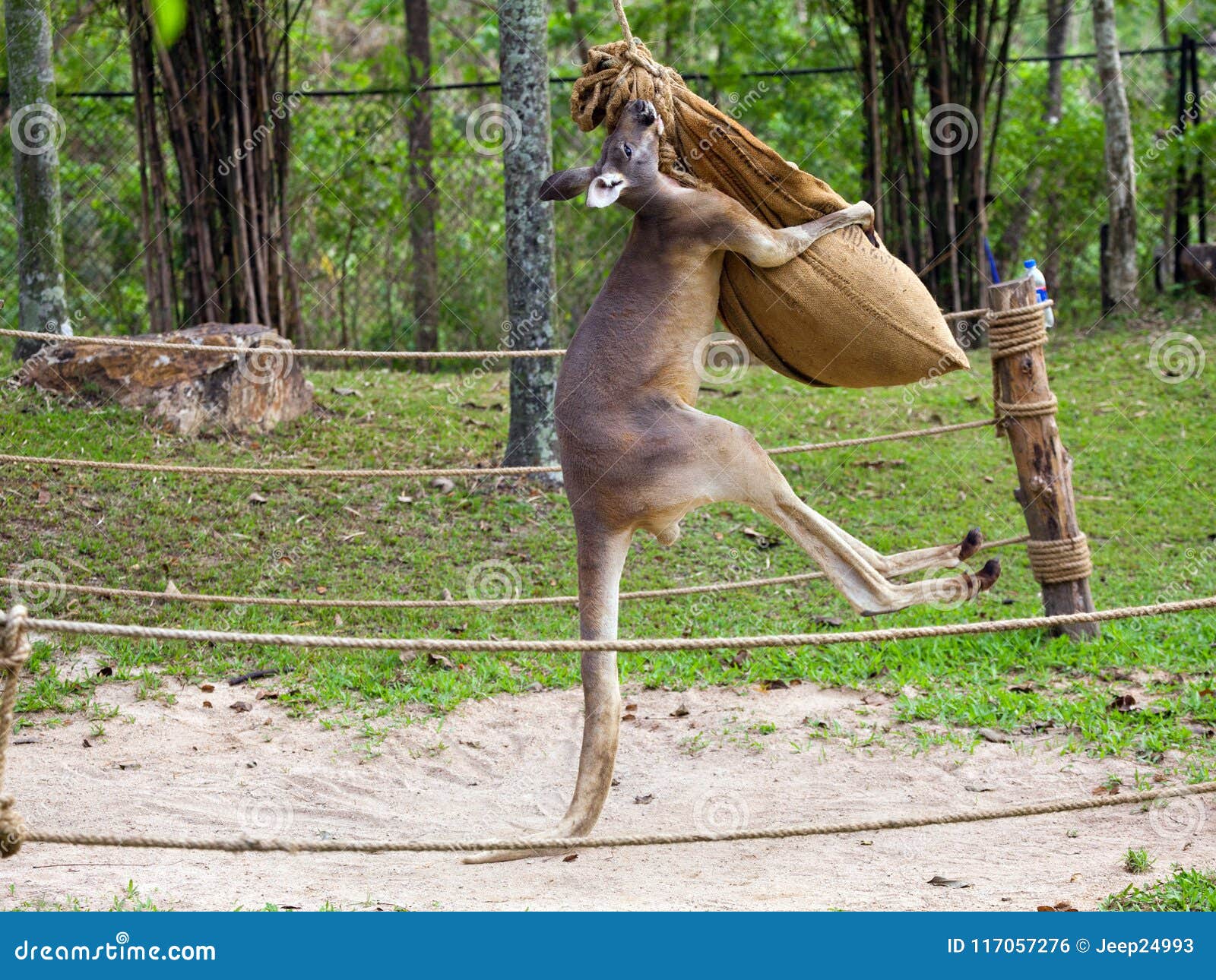 203 Boxe De Kangourou Photos libres de droits et gratuites de Dreamstime