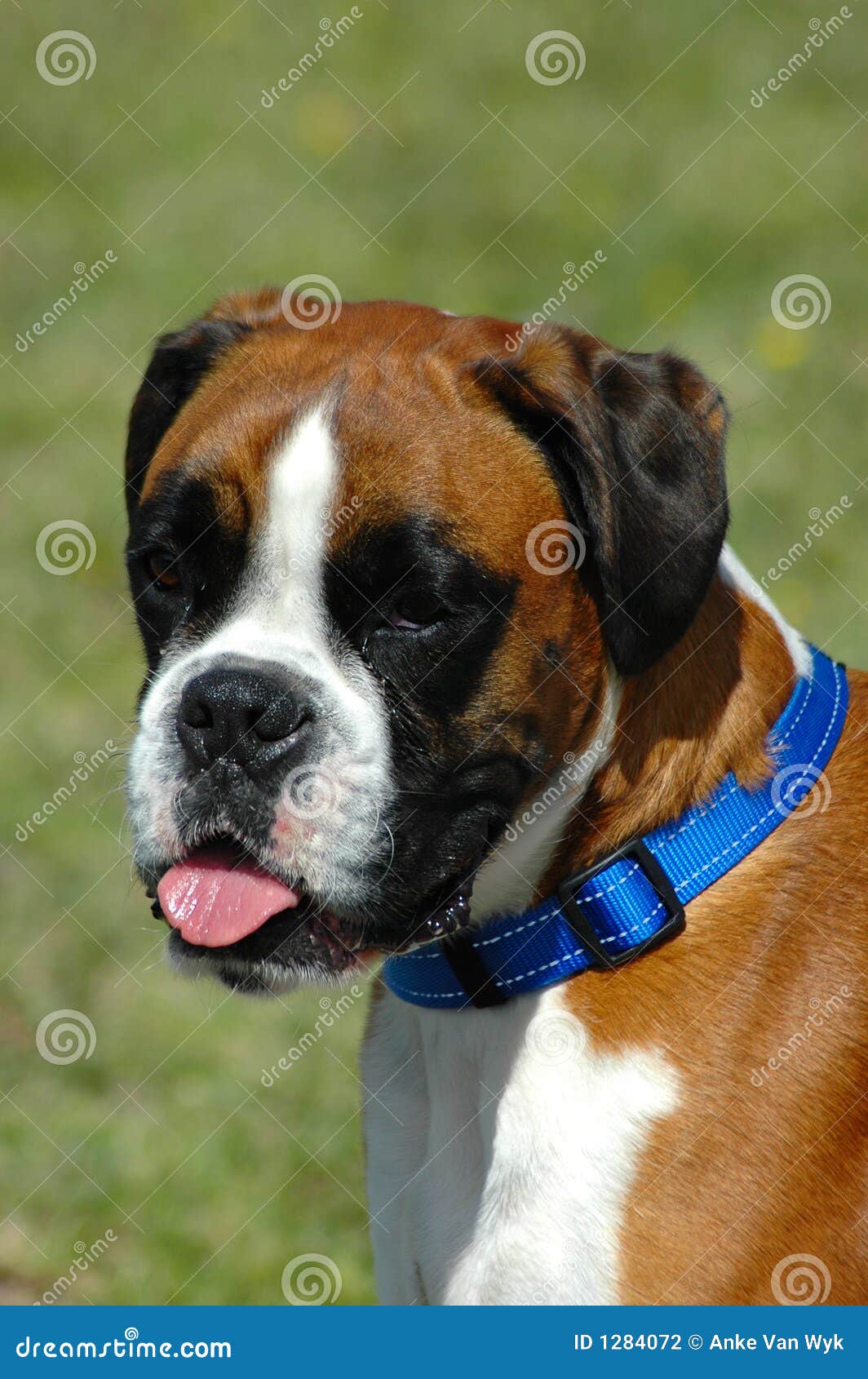 Boxeador foto de archivo. Imagen de negro, boxeadores - 1284072