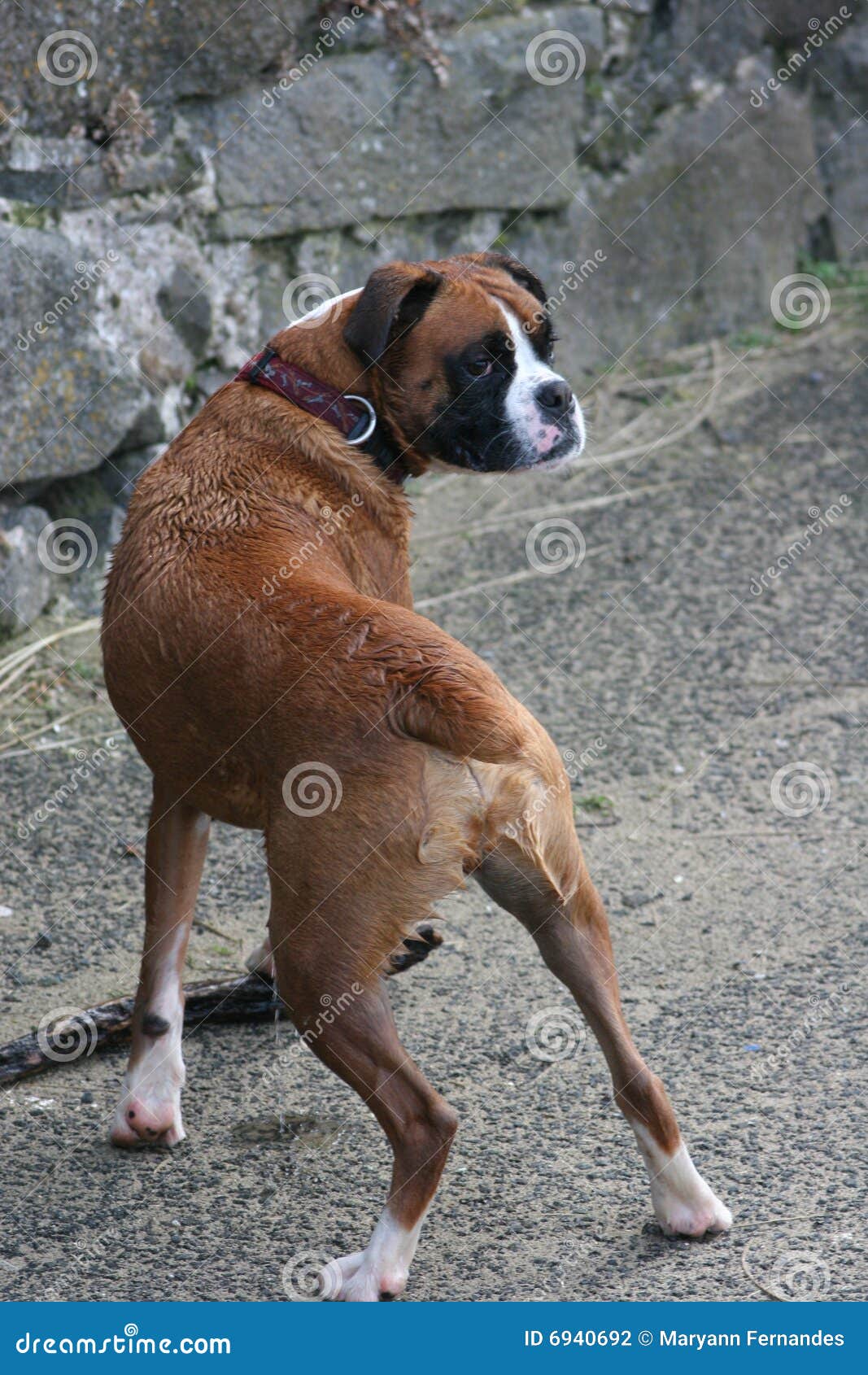 Boxeador americano foto de archivo. Imagen de alarma, ajuste - 6940692