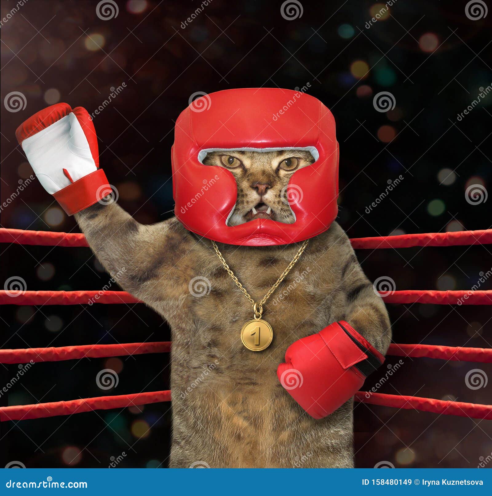 Boxeador De Gato En El Anillo De Boxeo 2 Imagen de archivo - Imagen de ...