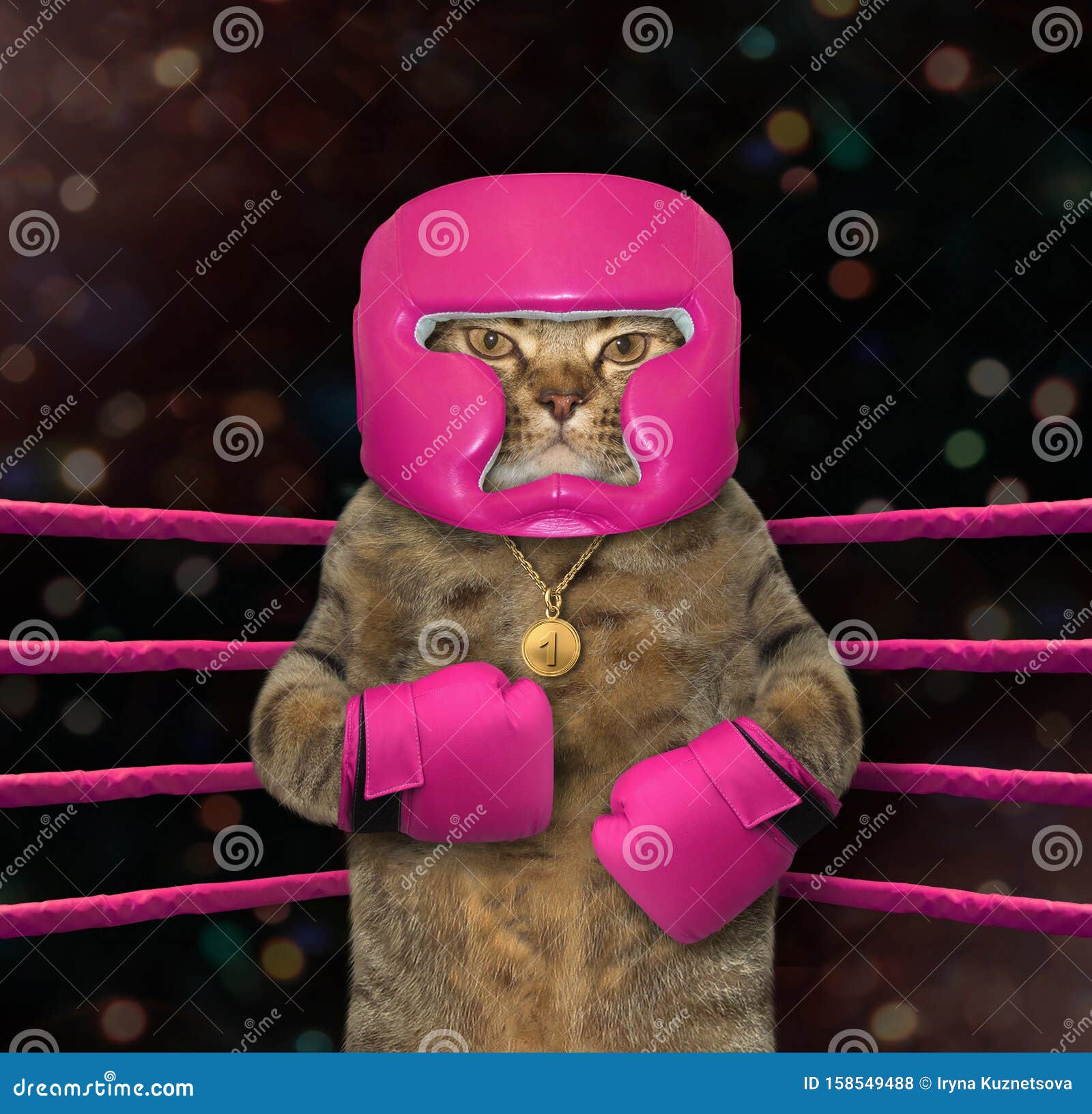 Boxeador De Gato En El Anillo De Boxeo Foto de archivo - Imagen de ...