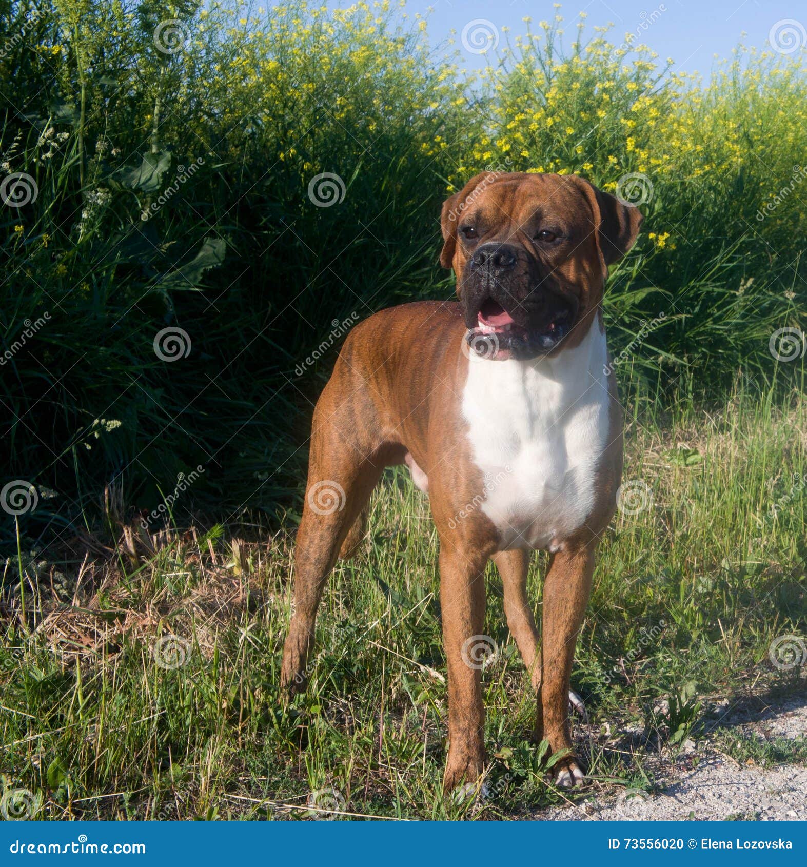Boxeador De La Raza Del Perro Foto de archivo - Imagen de negro, fondo ...