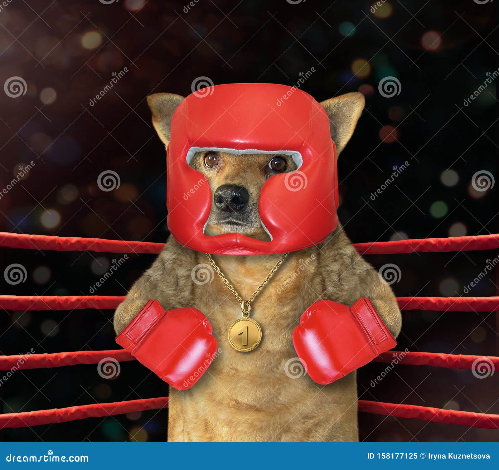 Boxeador De Perros En Anillo De Boxeo Imagen de archivo - Imagen de ...