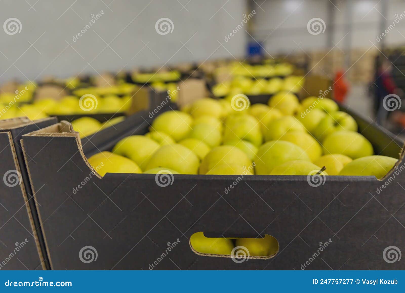 Boxed Yellow Apples Close-up Stock Image - Image of season, market ...