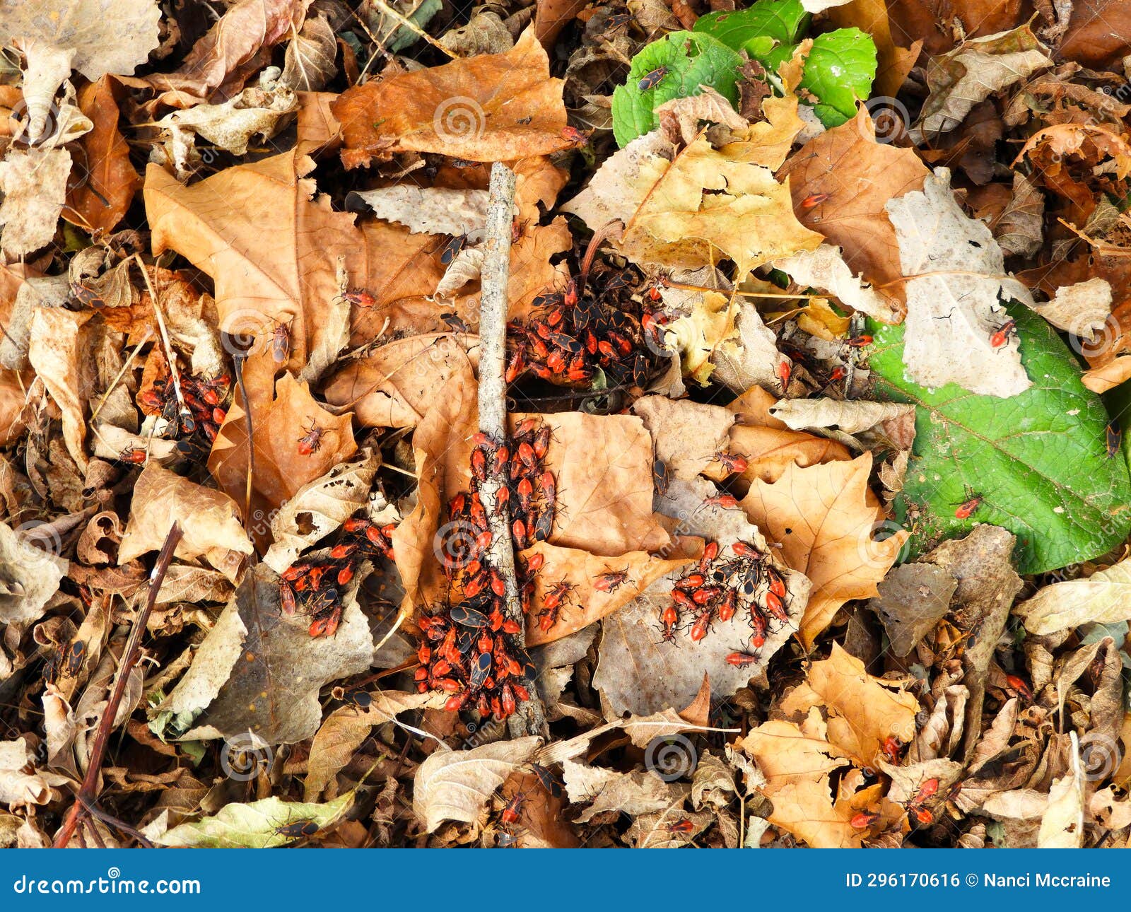 Red Box Elder Bugs Cluster on Dead Leaves Stock Photo - Image of ...