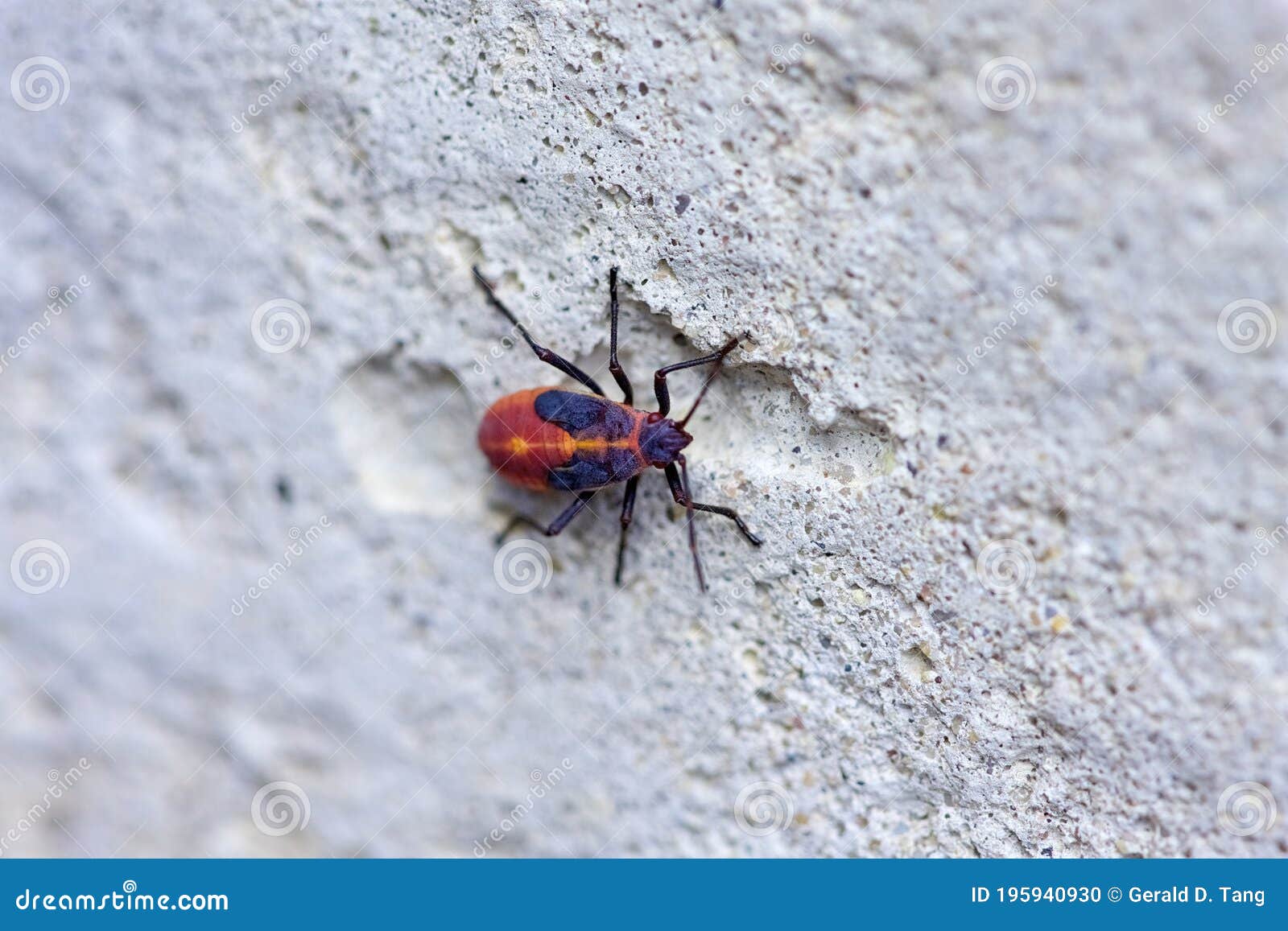 Boxelder Bug Nymph 820580 stock photo. Image of mortar - 195940930