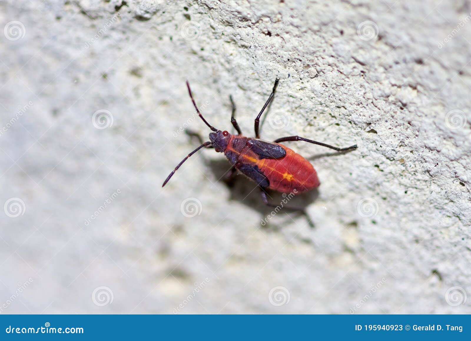 Boxelder bug nymph 820575 stock afbeelding. Image of wild - 195940923