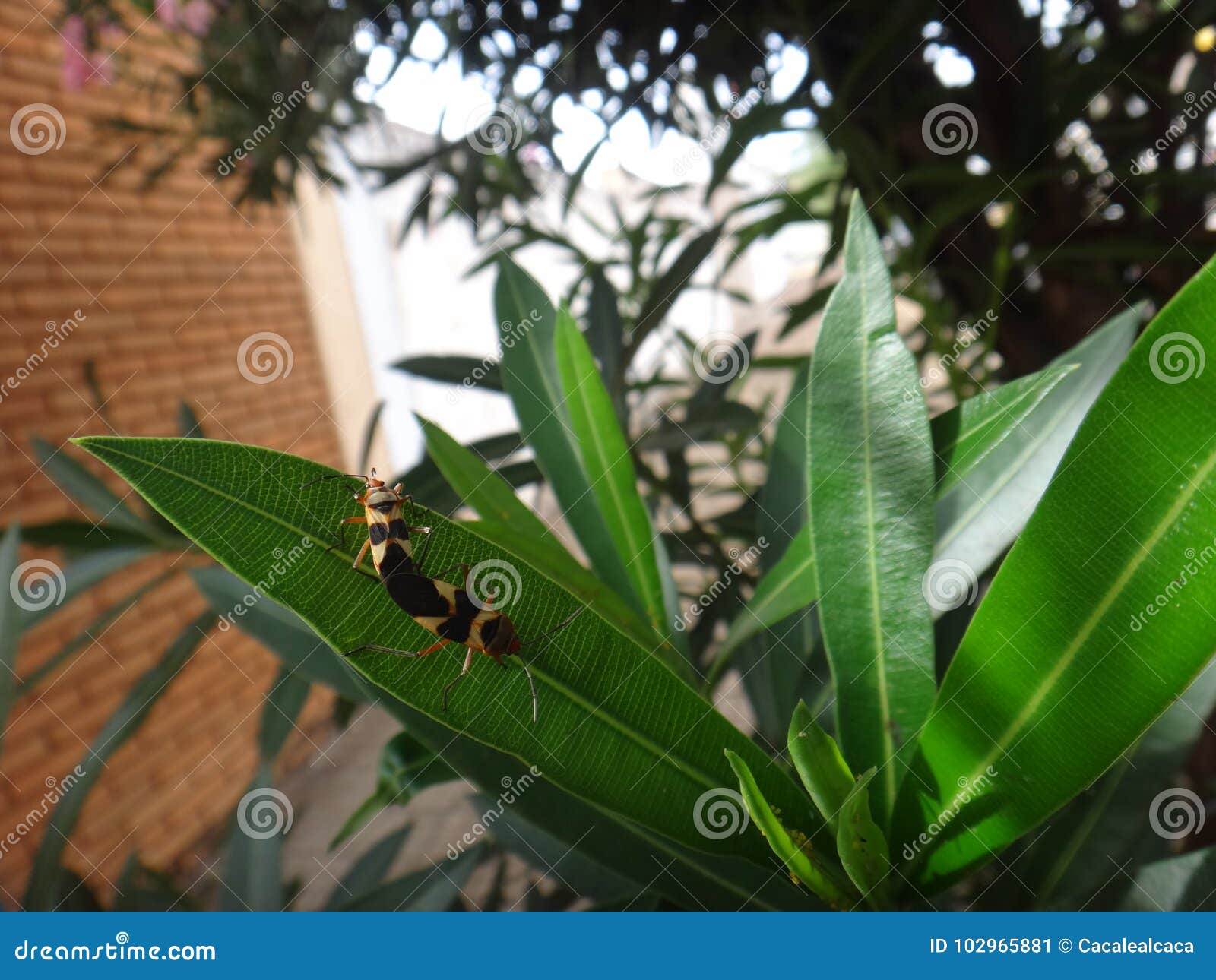 Boxelder Bug in Oleander Plant Stock Image - Image of ceylon, beastie ...