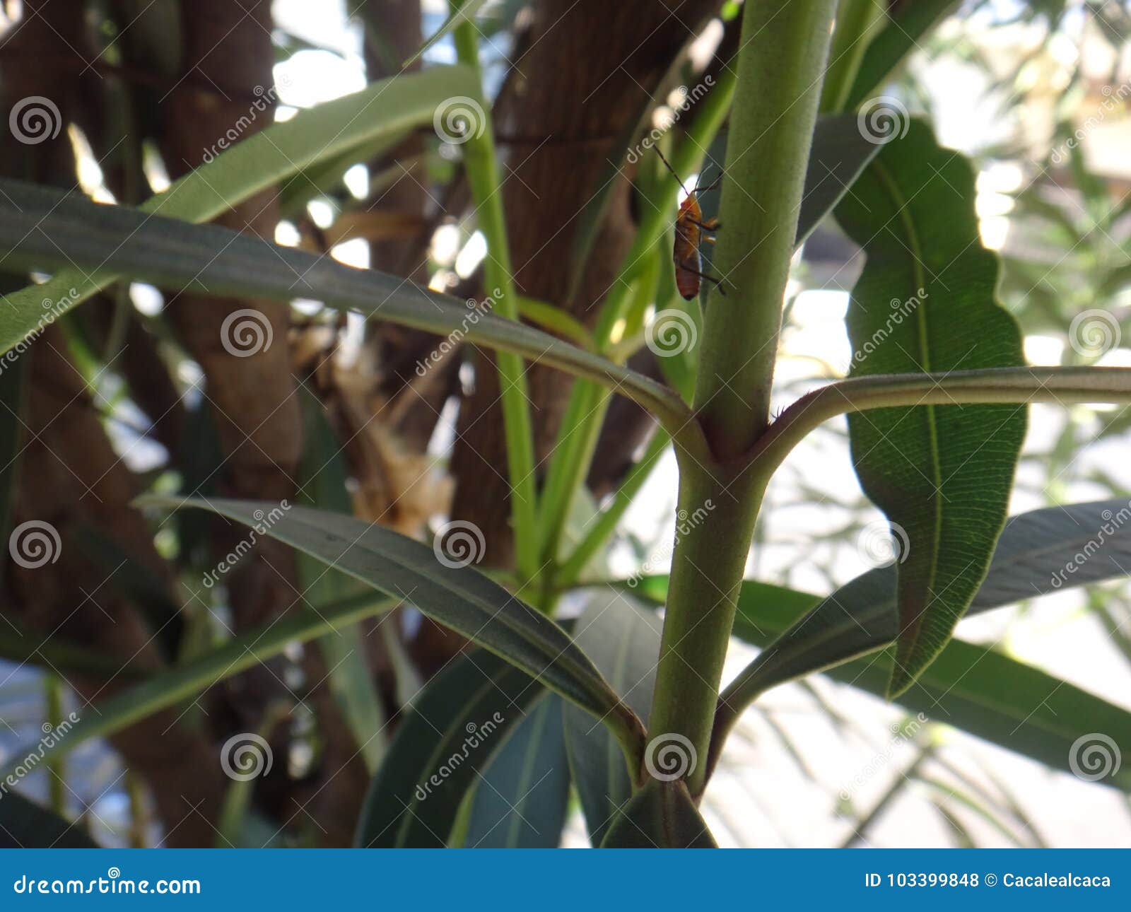 Boxelder Bug in Oleander Plant Stock Photo - Image of creature ...