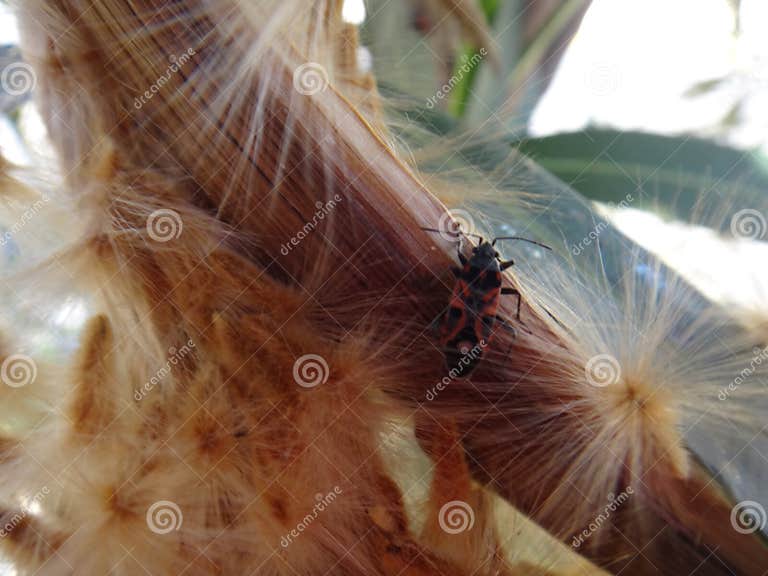 Boxelder Bug in Oleander Pod Stock Image - Image of garden, backyard ...