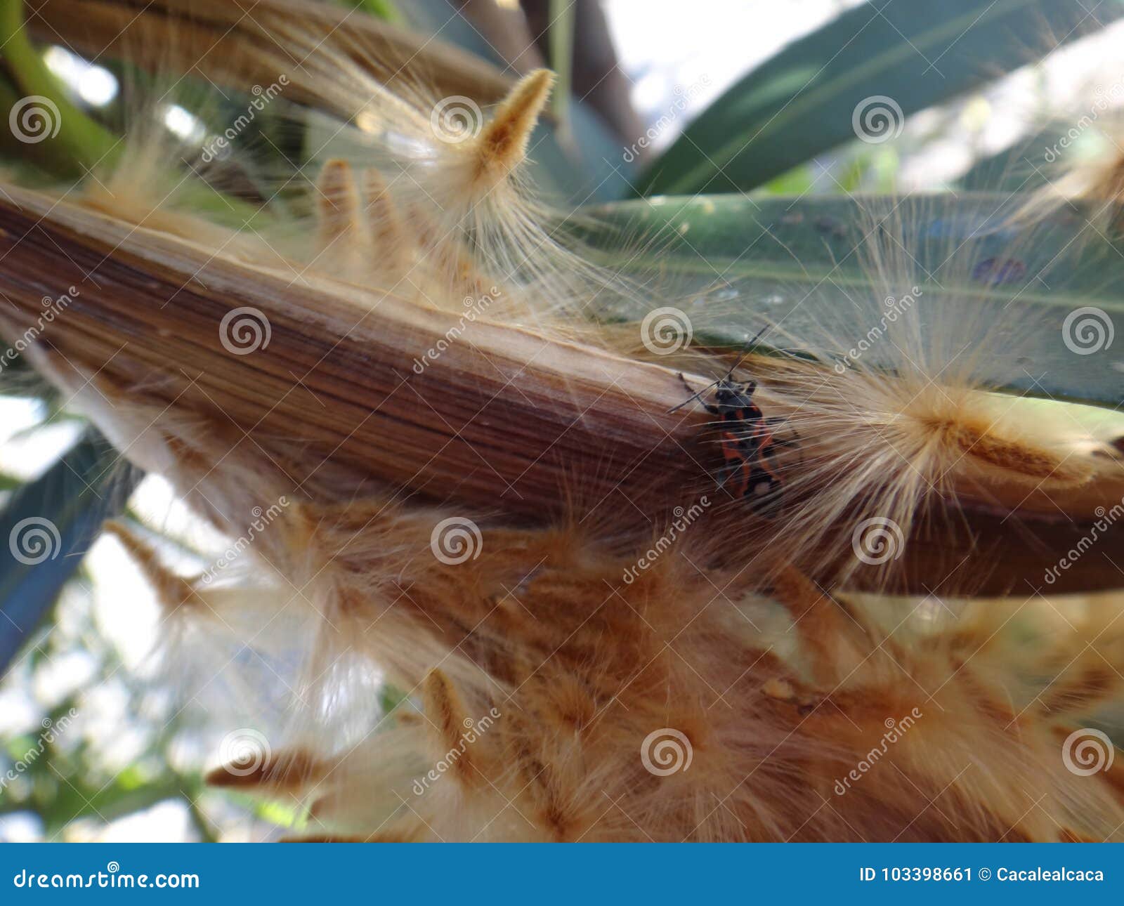 Boxelder Bug in Oleander Pod Stock Image - Image of arthropod, elongate ...