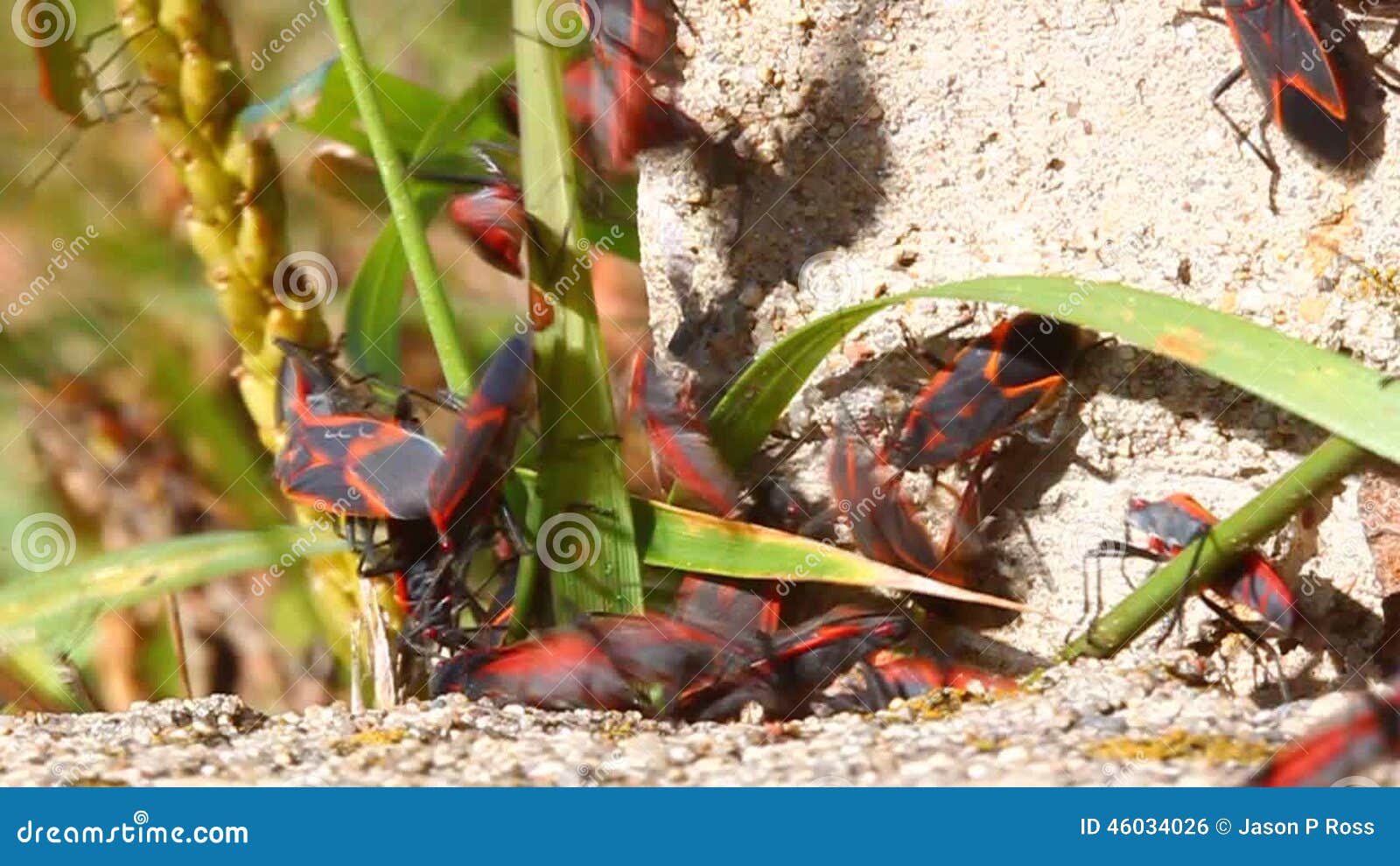 Buggar Filmklipp – 254 Buggar Videor - Dreamstime