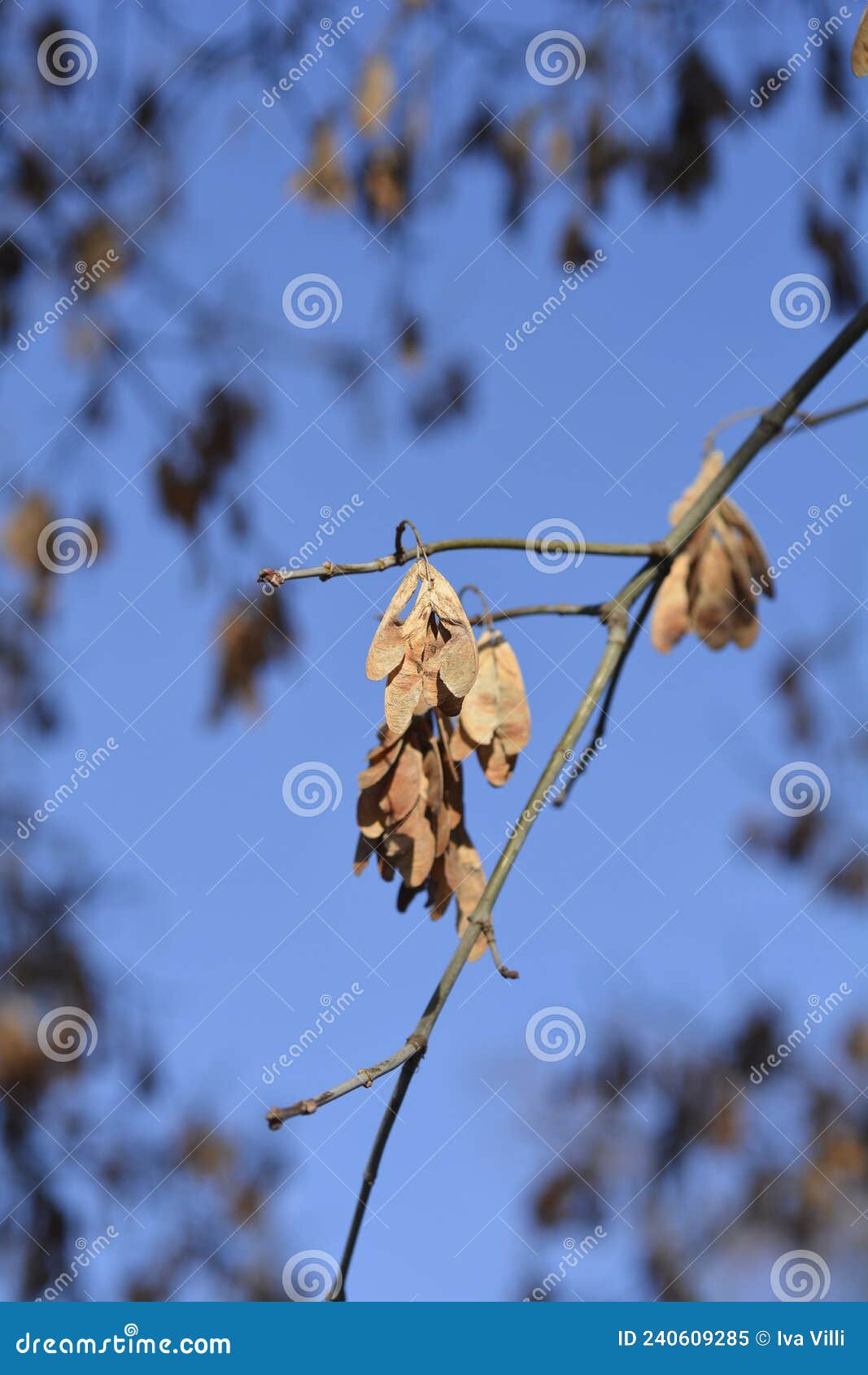Boxelder maple stock image. Image of nature, plant, close - 240609285