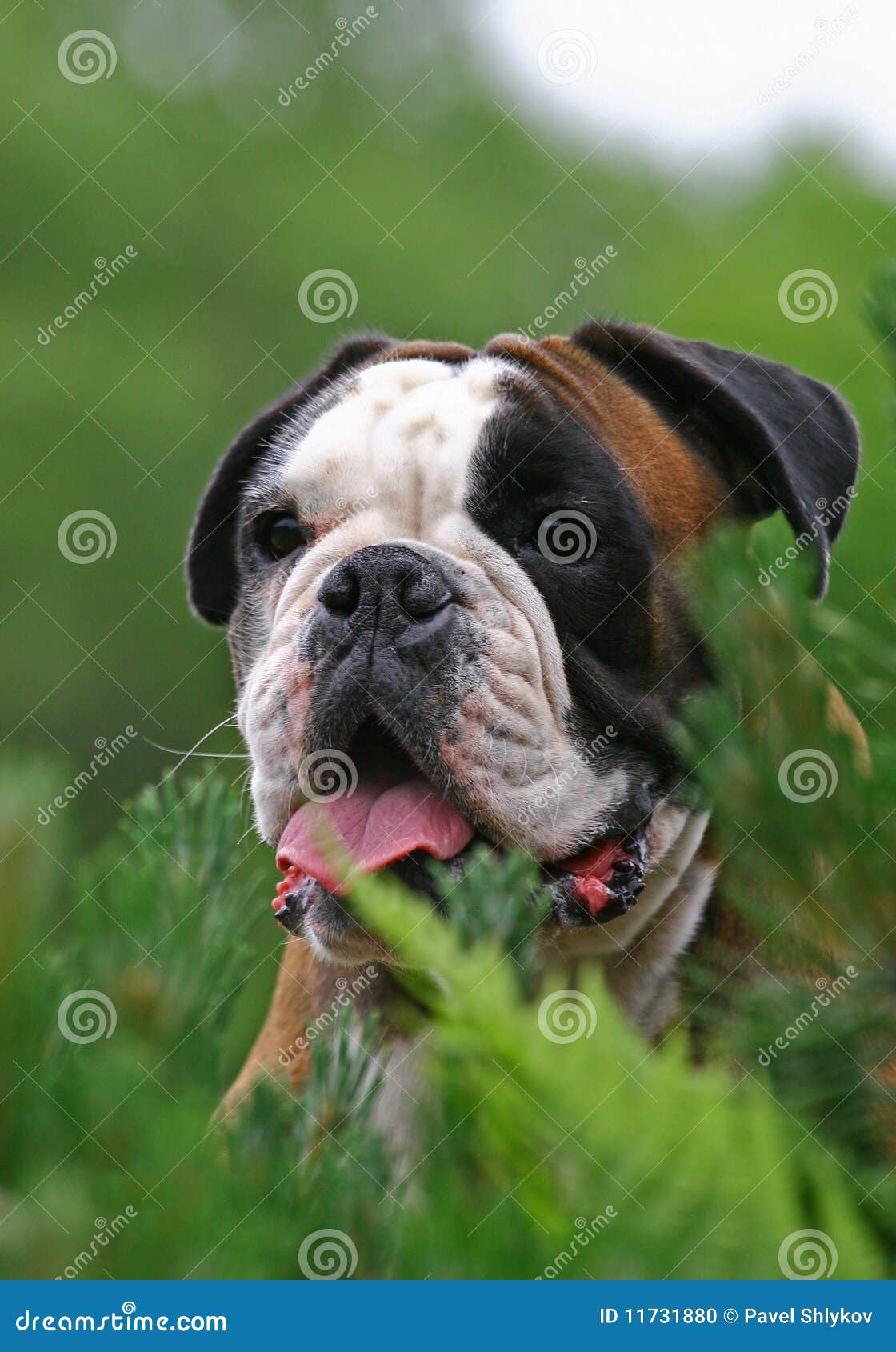 Boxer stock photo. Image of purebred, activity, lifestyles - 11731880
