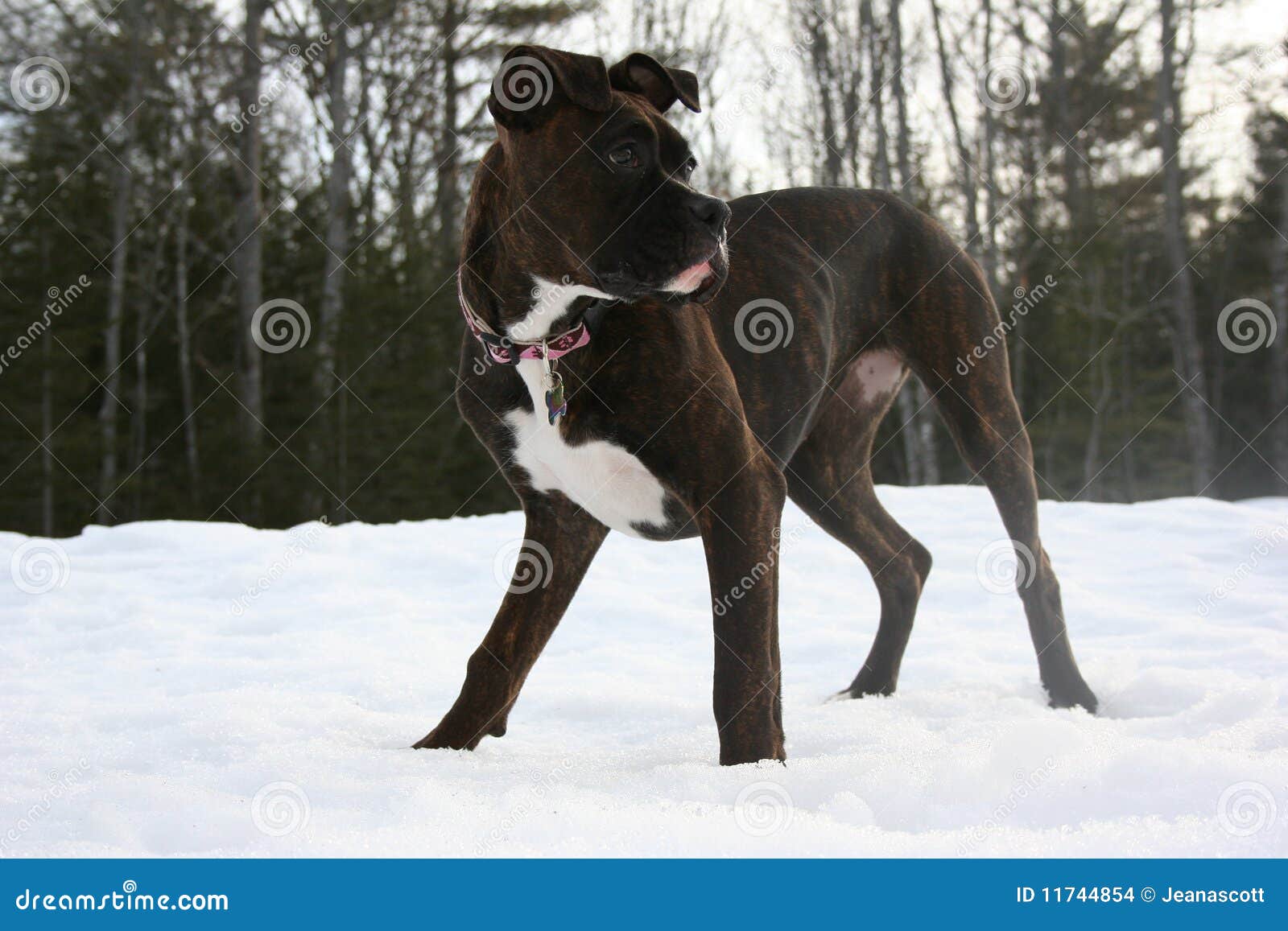 Boxer stock photo. Image of winter, boxer, puppy, playful - 11744854