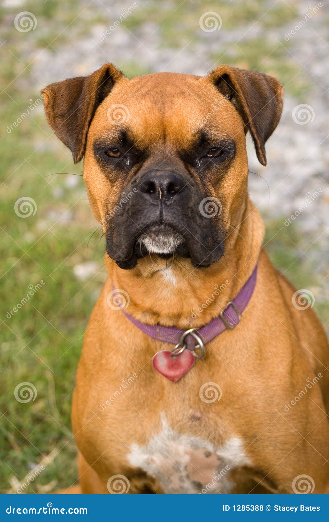 Boxer stock photo. Image of canine, guard, mammal, stare - 1285388
