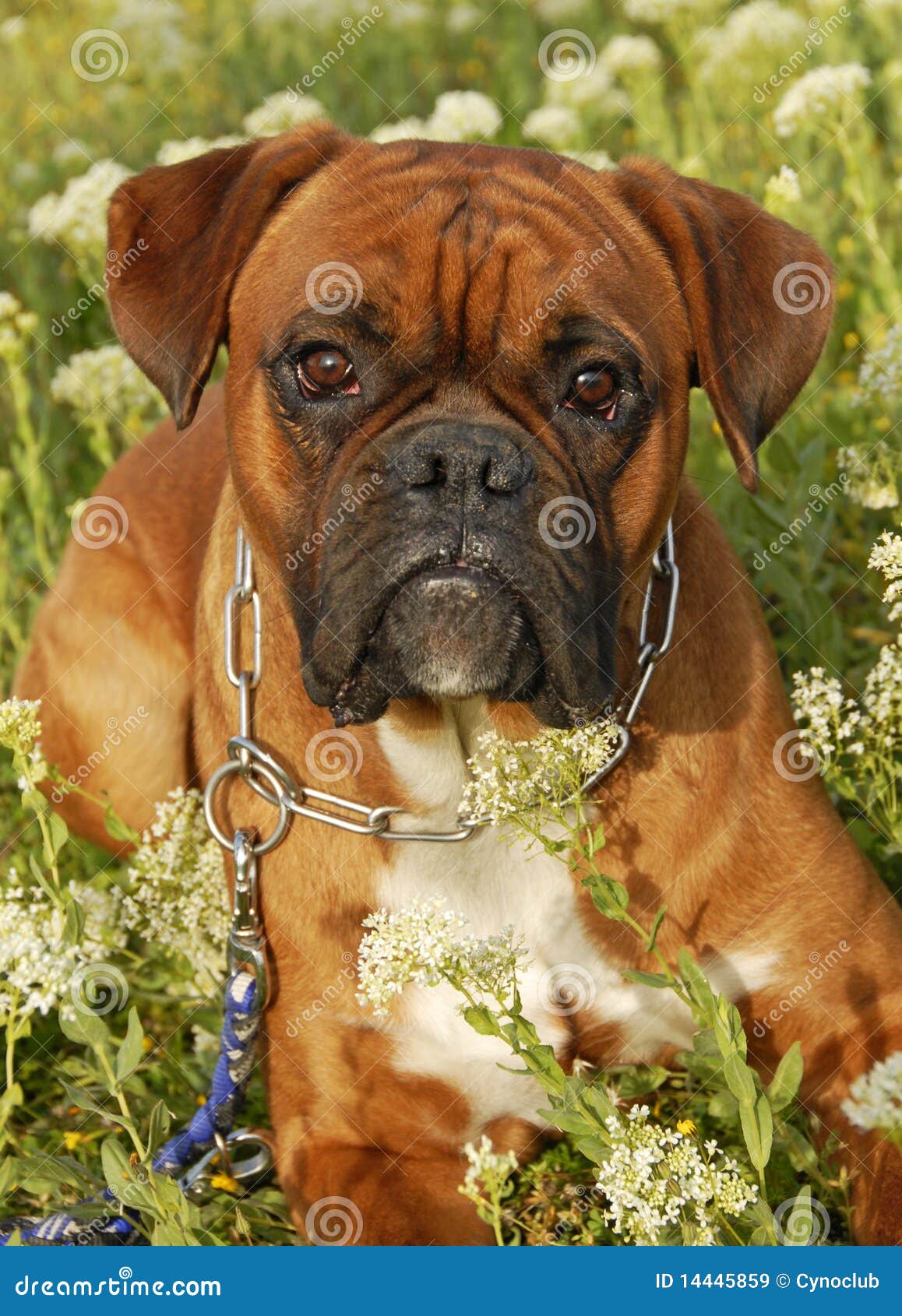 Boxer stock image. Image of purebred, lying, boxer, guard - 14445859