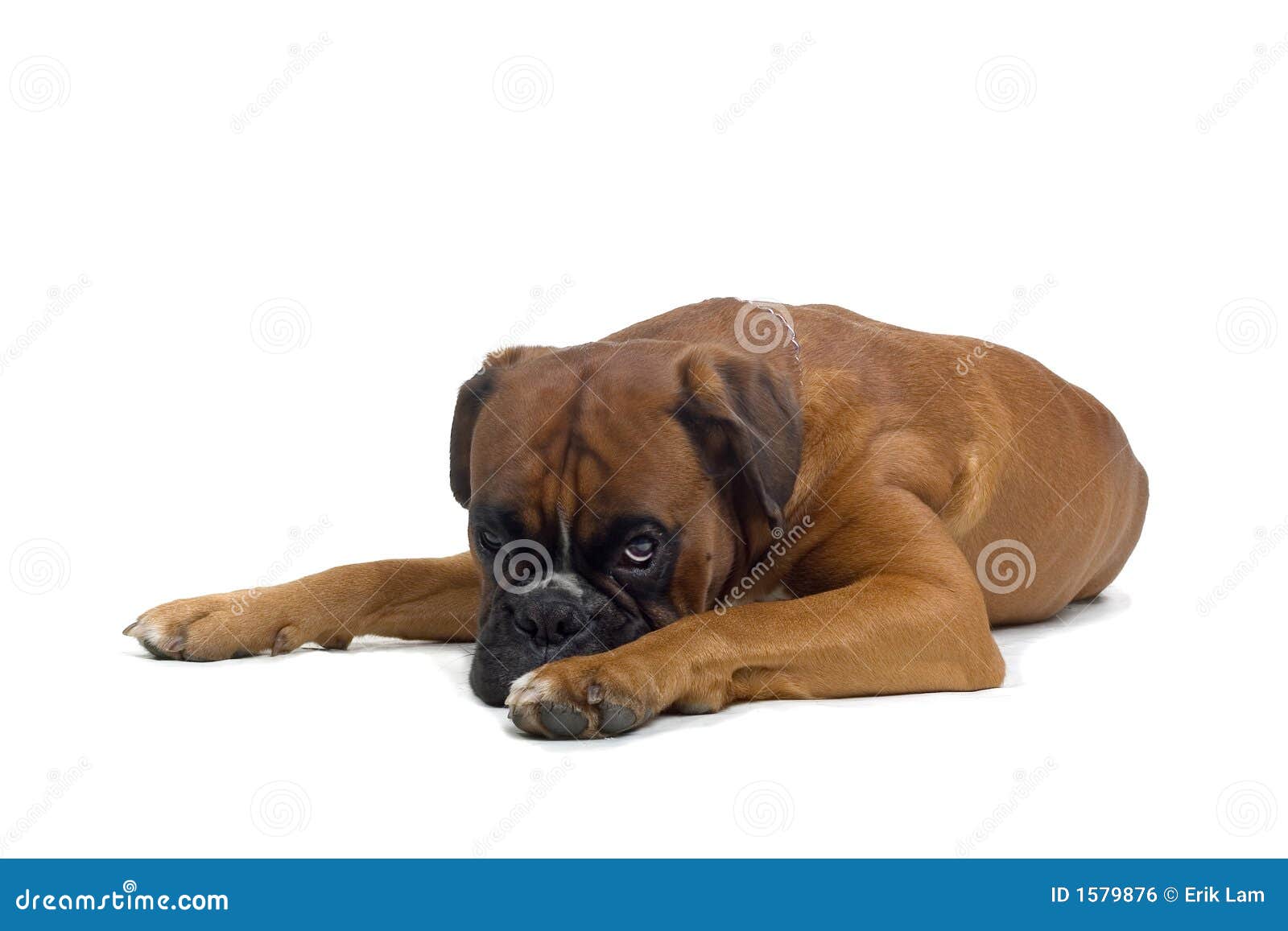 Boxer stock photo. Image of high, pets, boxer, canine - 1579876