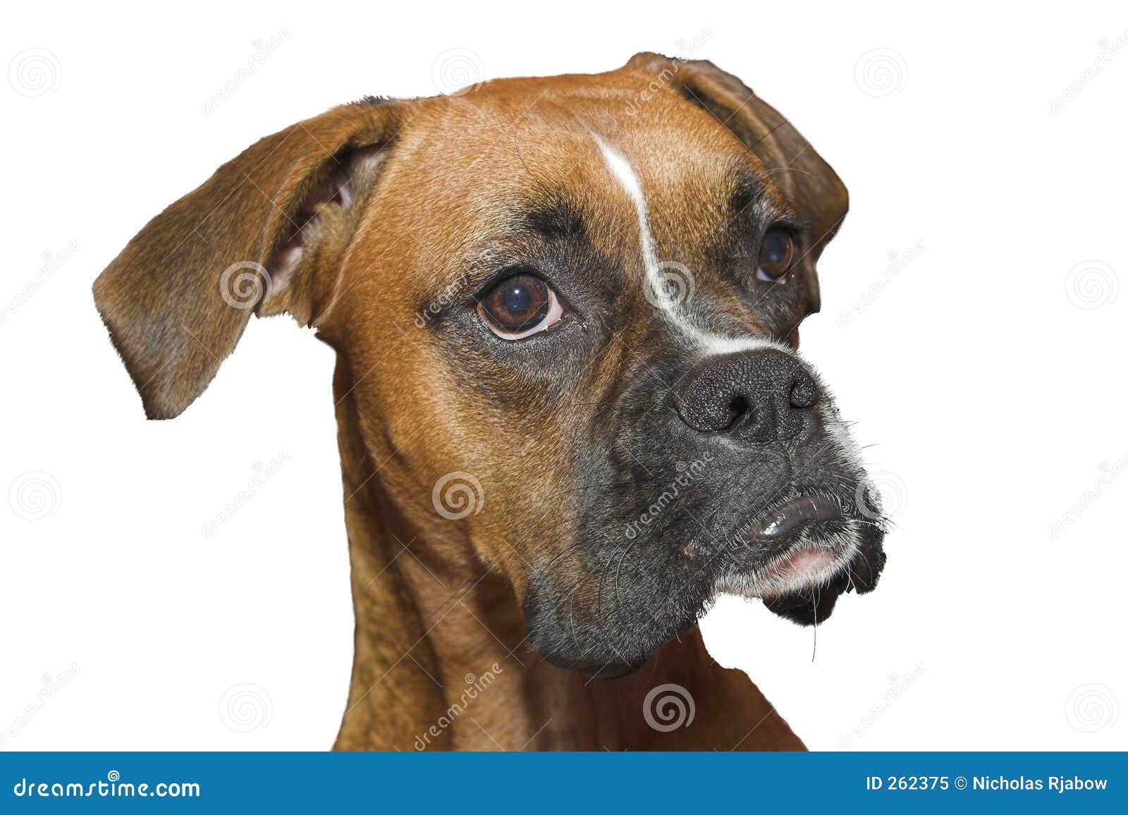 Boxer stock image. Image of eyes, isolated, ears, boxer - 262375