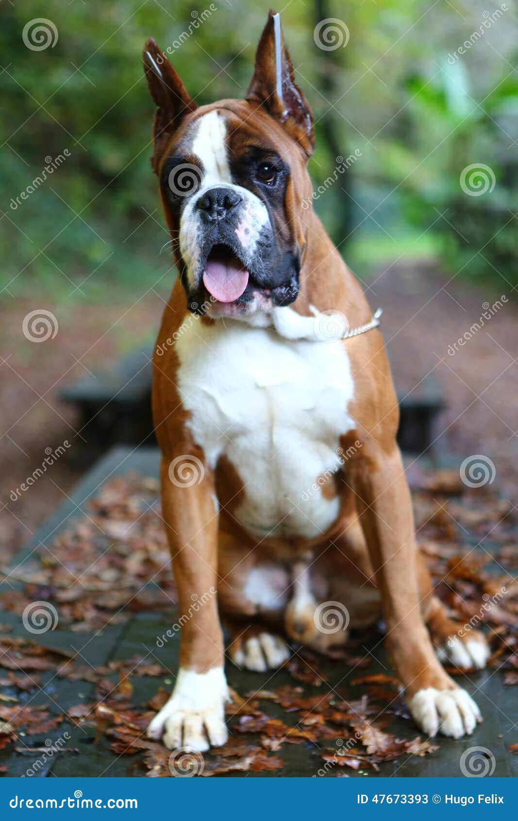 Boxer immagine stock. Immagine di nazionale, maschio - 47673393