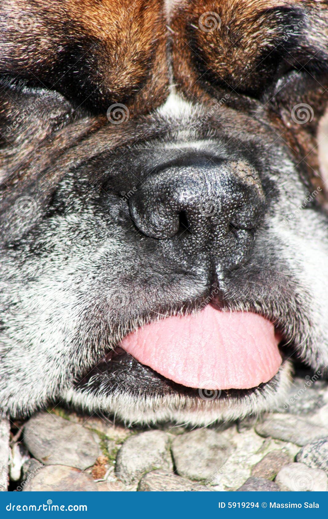 Boxer stock photo. Image of mammals, pets, nose, portrait - 5919294