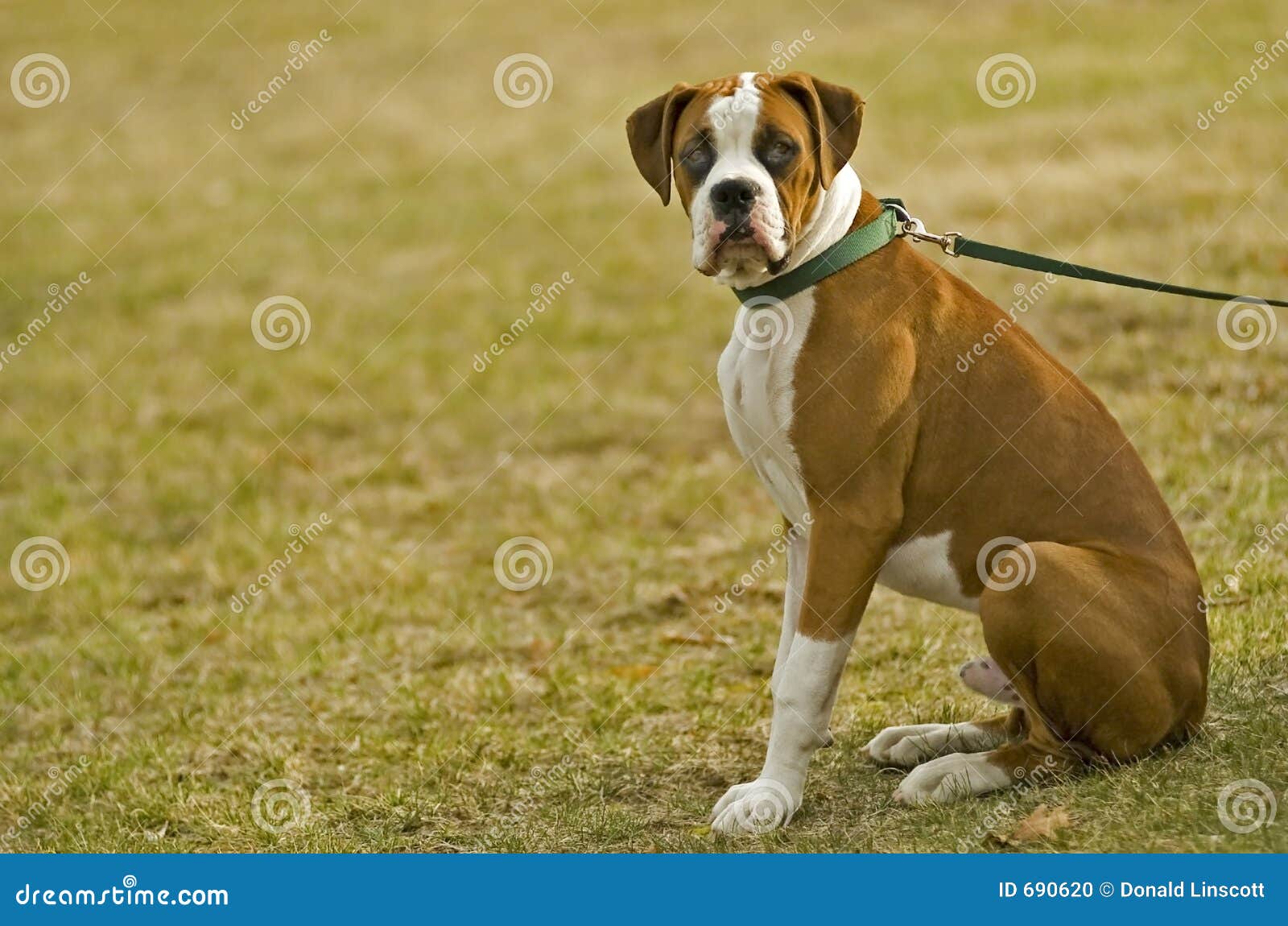 The Boxer stock photo. Image of stare, strength, determination - 690620