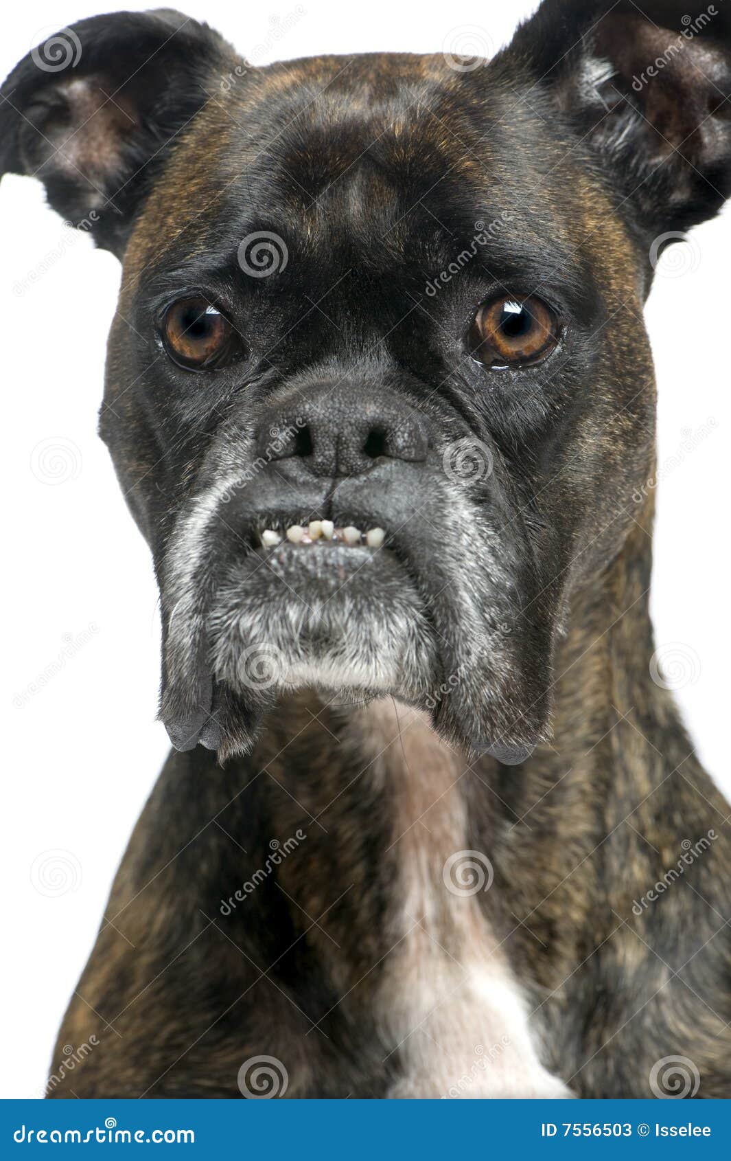 Boxer 9 Years Stock Photos - Free & Royalty-Free Stock Photos from ...