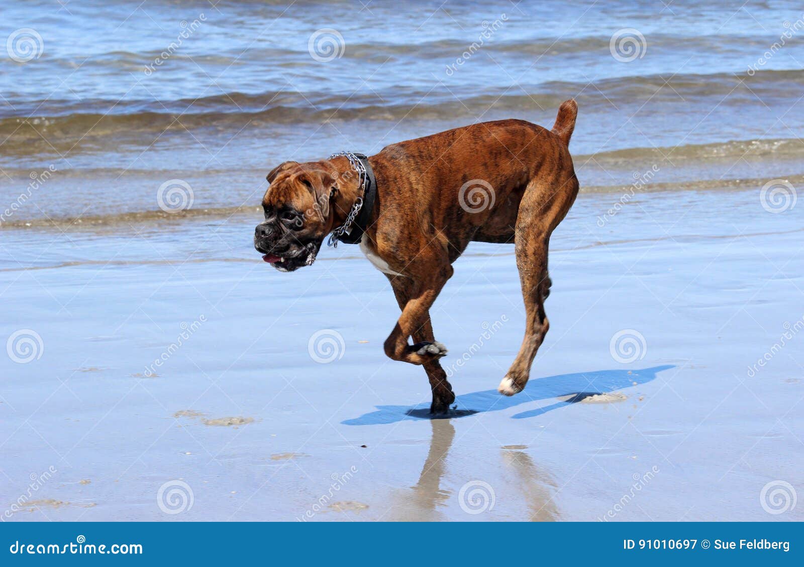 Boxer at the Beach stock image. Image of exercise, animals - 91010697