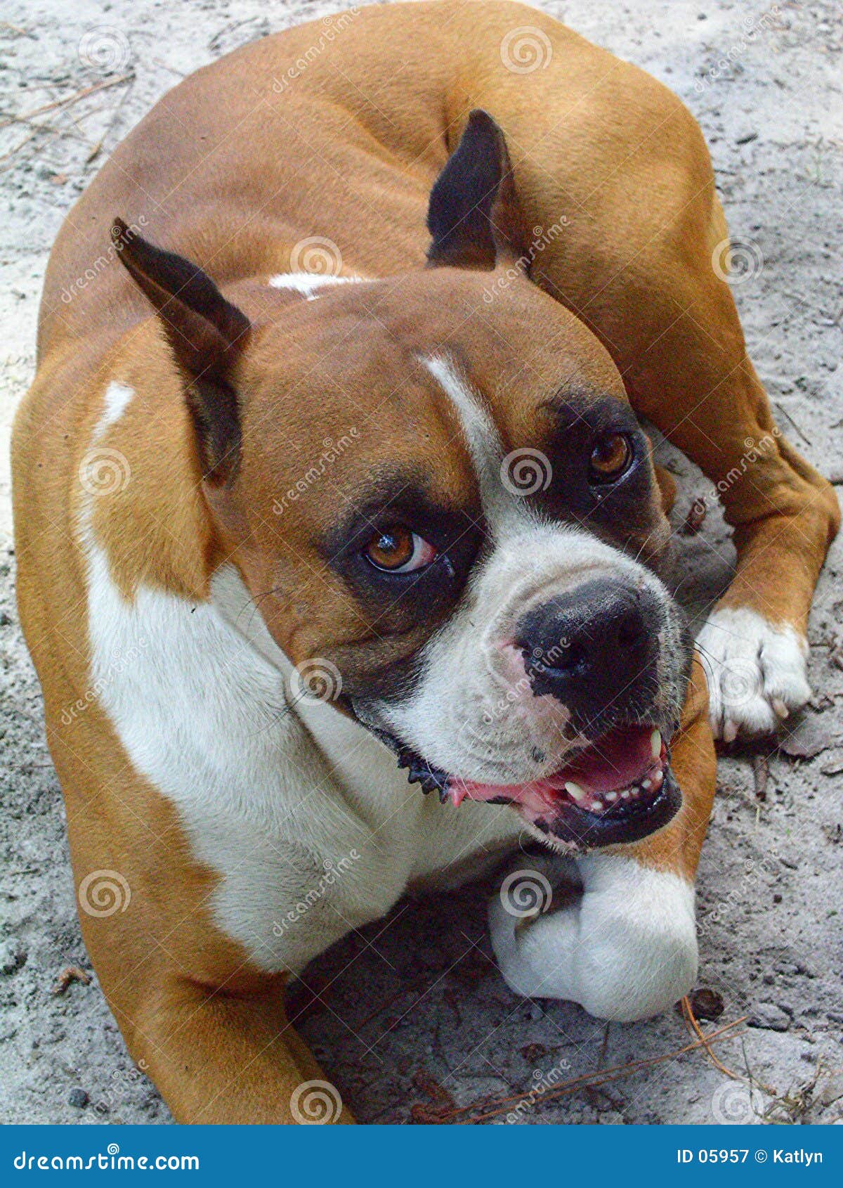 Boxer Boss stock image. Image of looks, outside, hottest - 5957