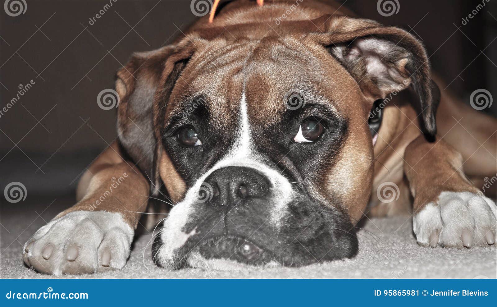 Boxer Breed Dog Close up stock image. Image of brown - 95865981