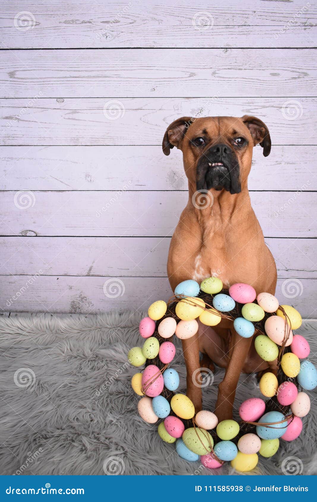 Boxer Breed Dog East Portrait Stock Photo - Image of brown, happy ...