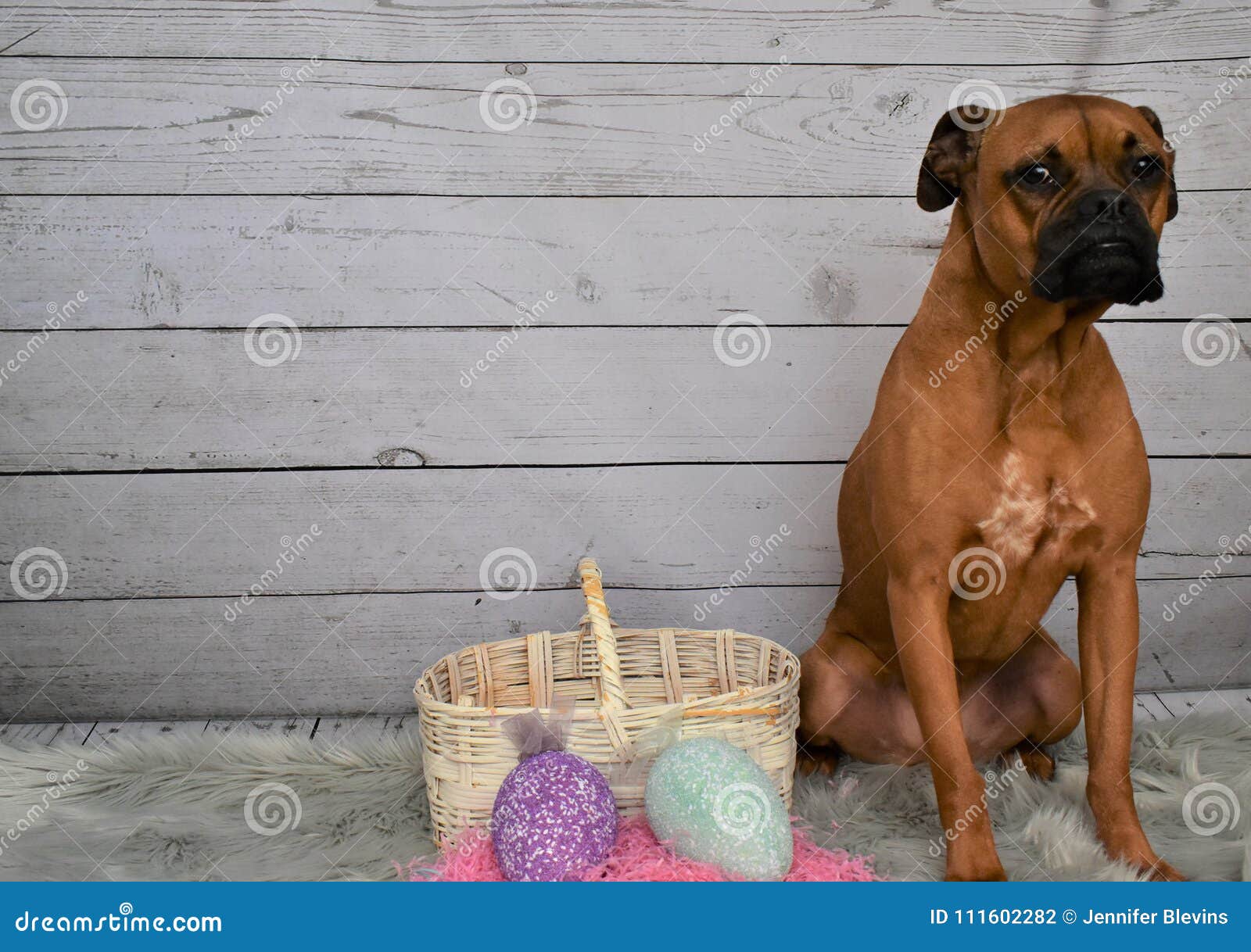 Boxer Breed Dog Easter Portrait Stock Photo - Image of domestic, eggs ...