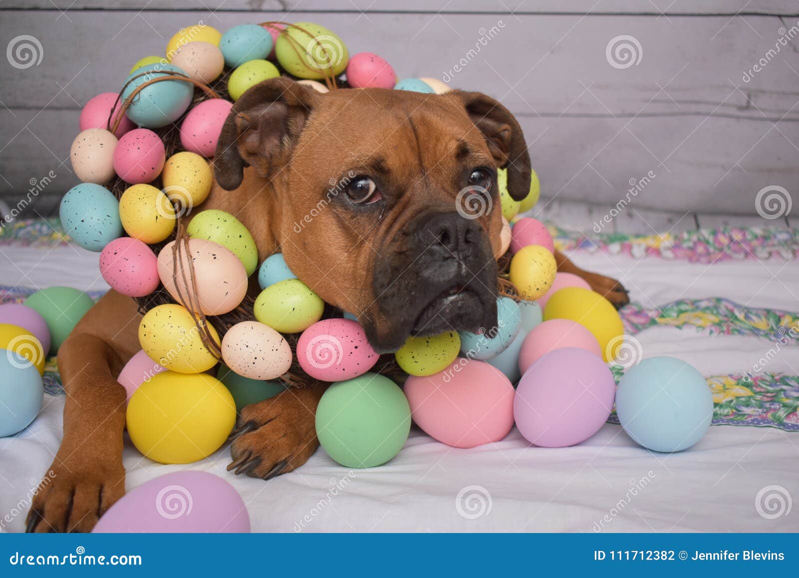 Boxer Breed Dog Easter Portrait Wearing an Easter Egg Wreath Stock ...