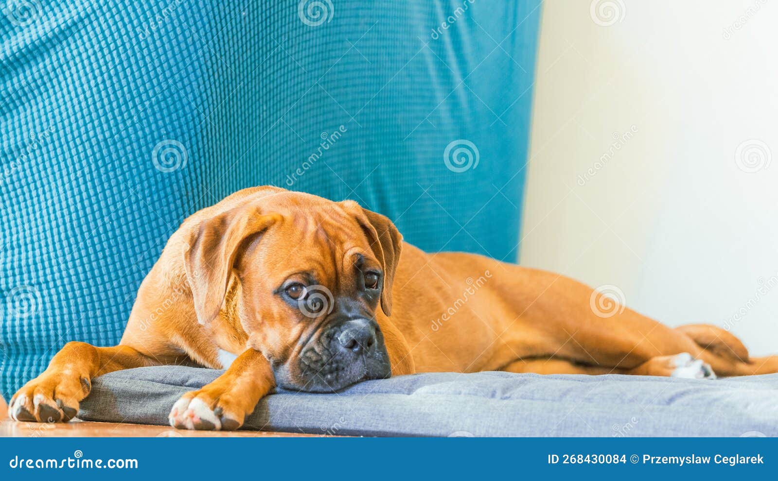 Dog stock photo. Image of mammal, young, boxer, house - 268430084